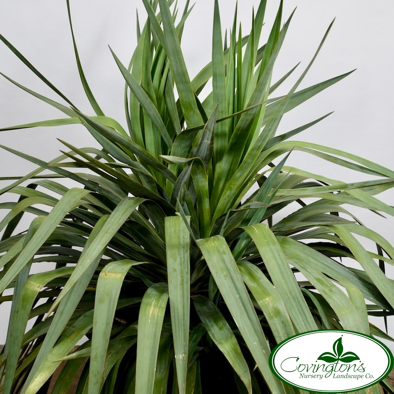 YUCCA pendula soft leaf – Covingtons