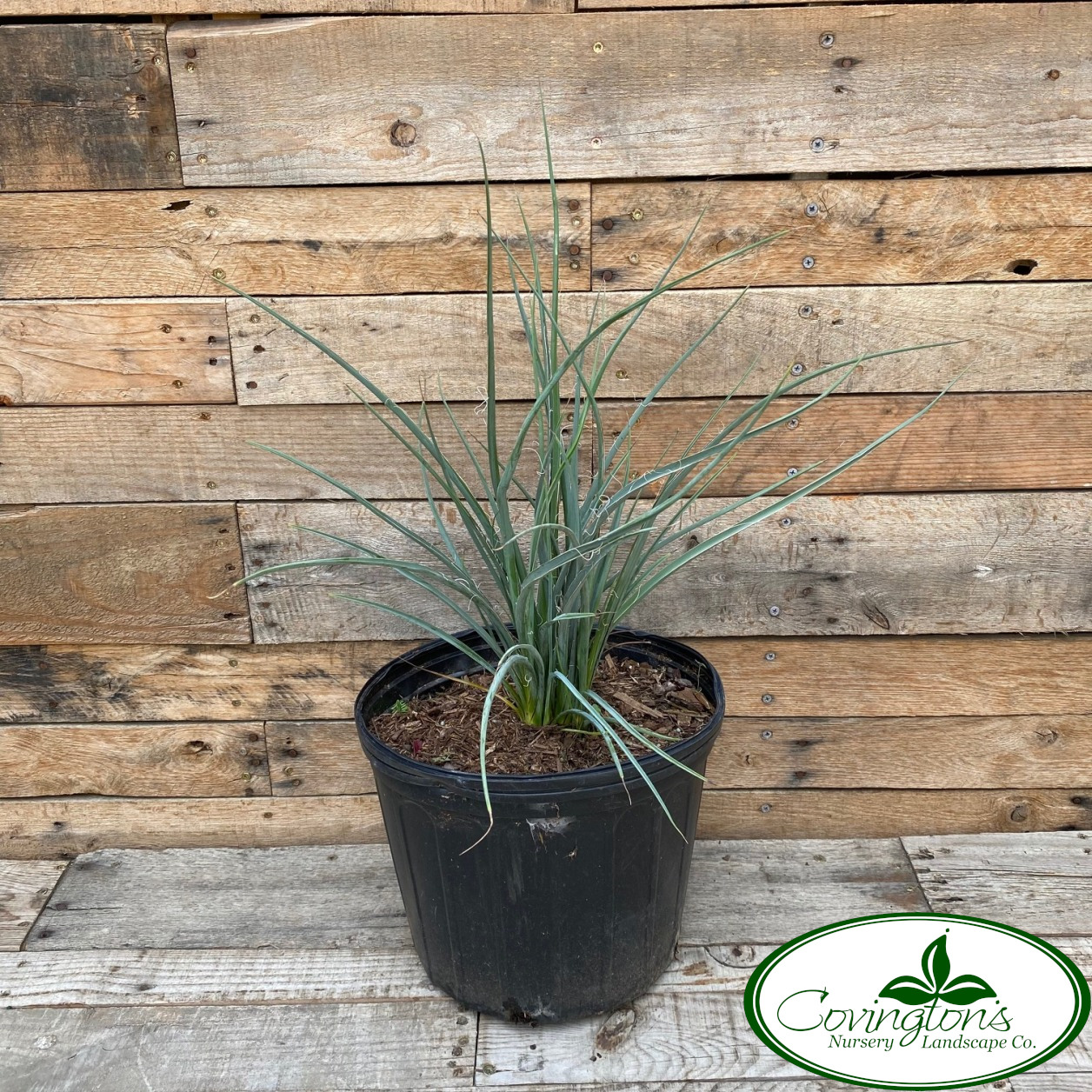 YUCCA red – Covingtons
