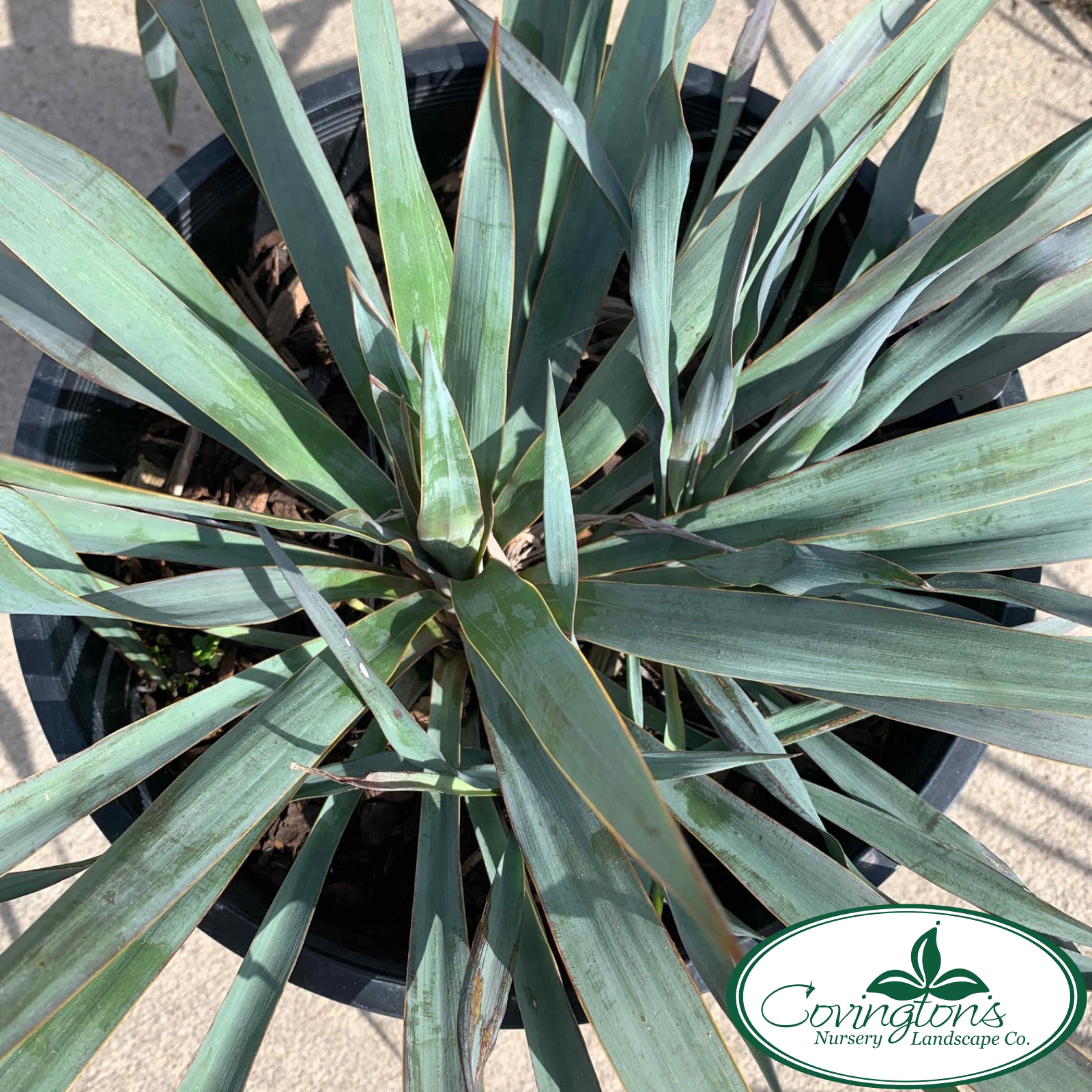 YUCCA silver anniversary – Covingtons