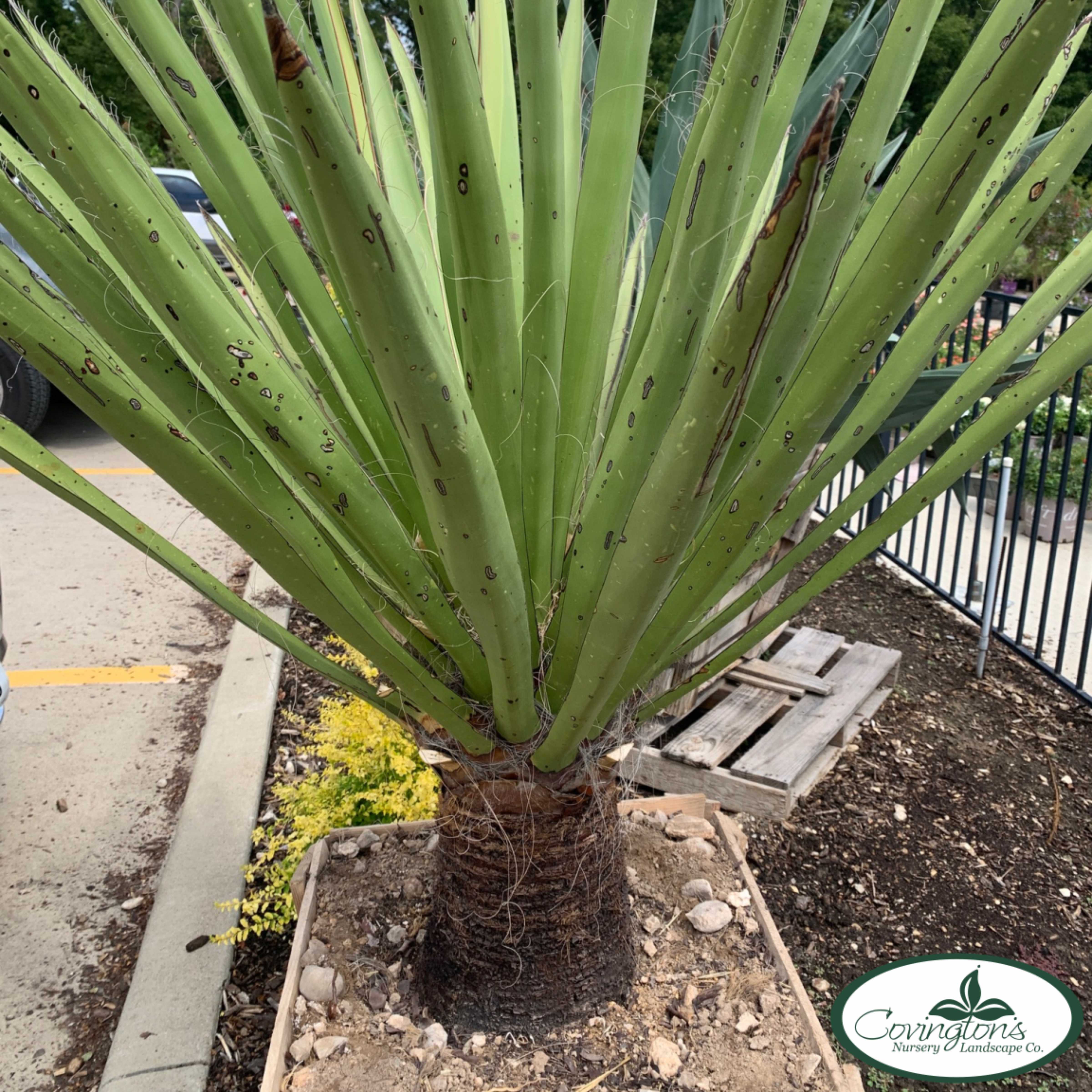 YUCCA spanish dagger giant – Covingtons