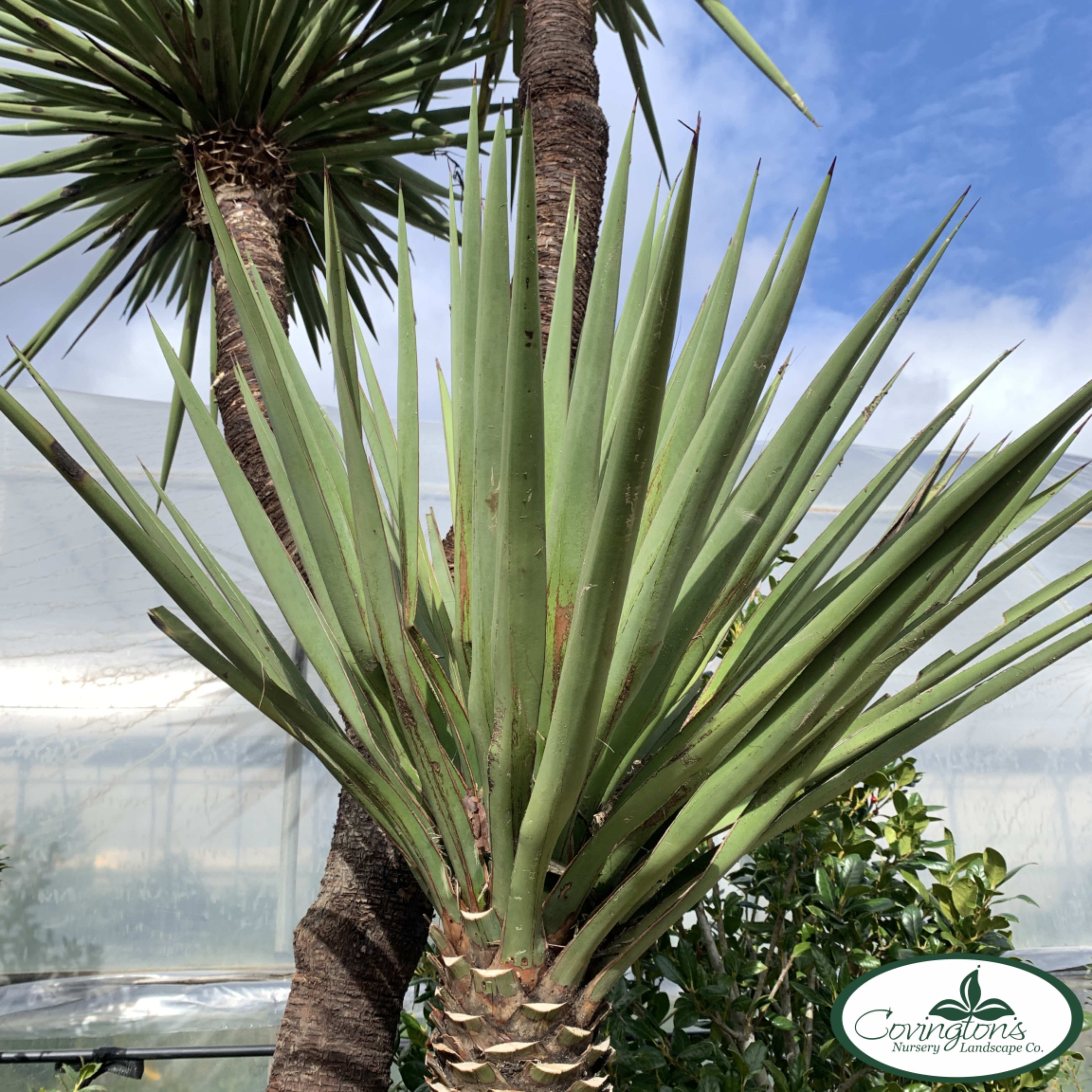 YUCCA spanish dagger tree – Covingtons