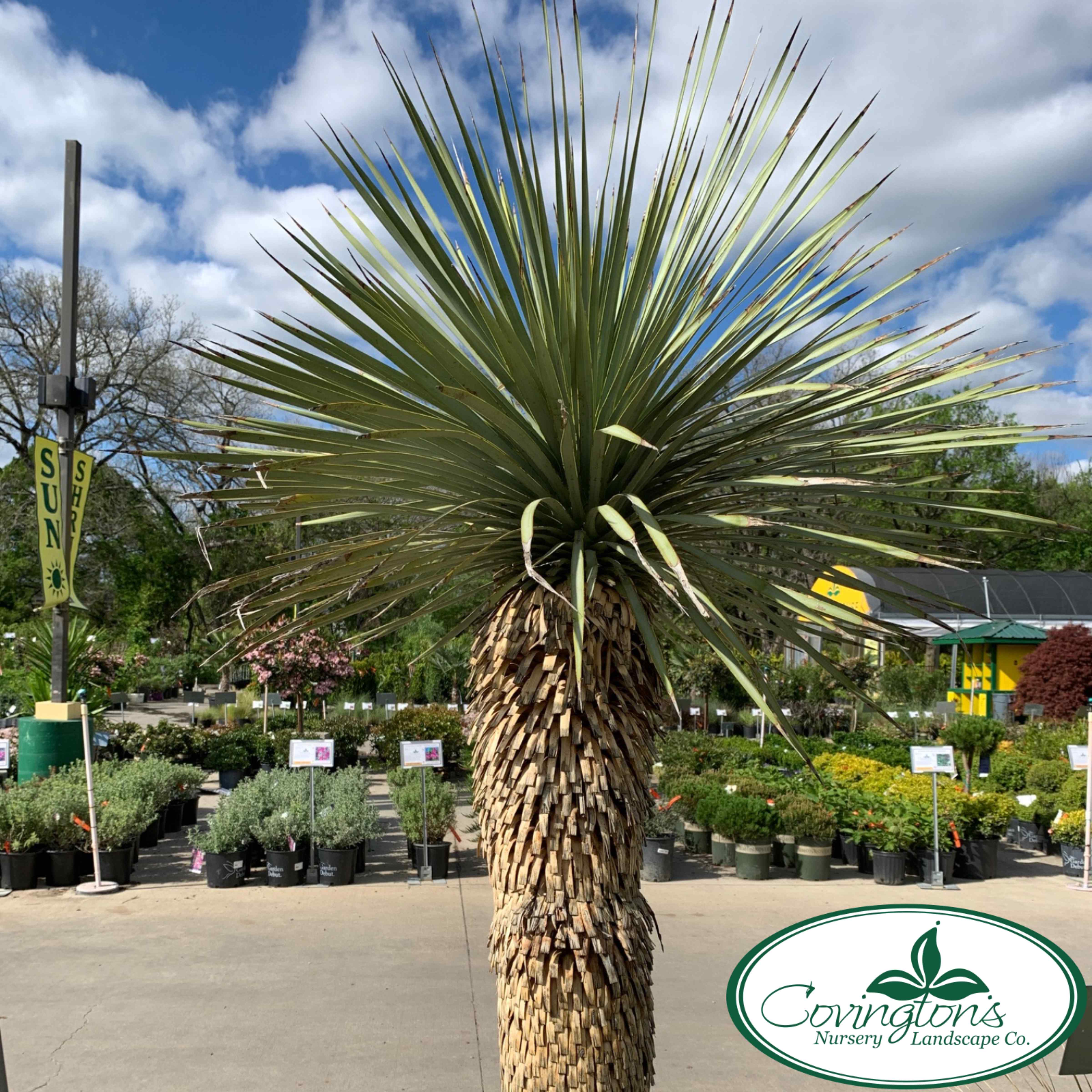 YUCCA thompson’s – Covingtons