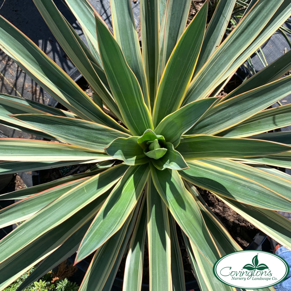 YUCCA var. spanish dagger – Covingtons