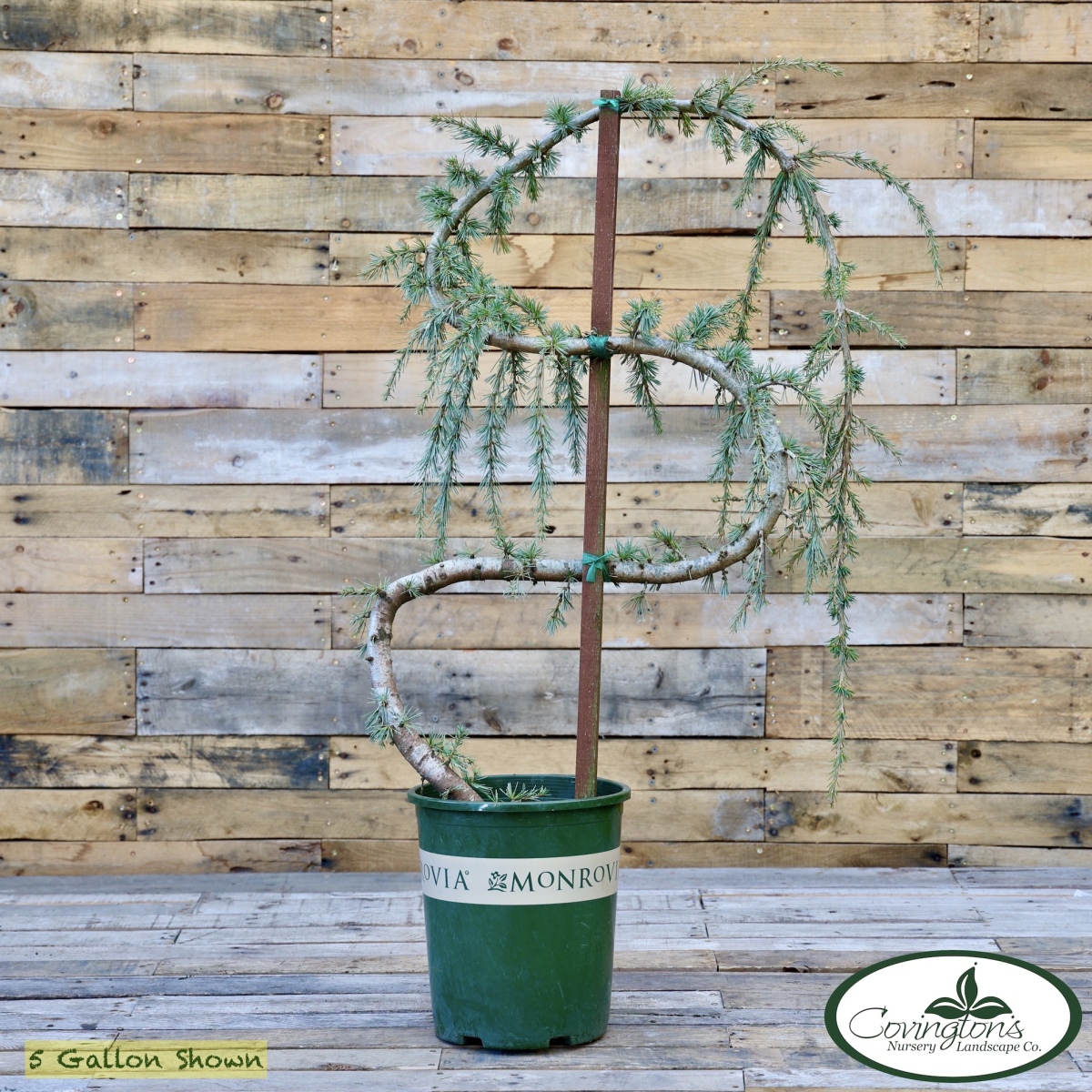 CEDAR atlas weeping serpentine – Covingtons