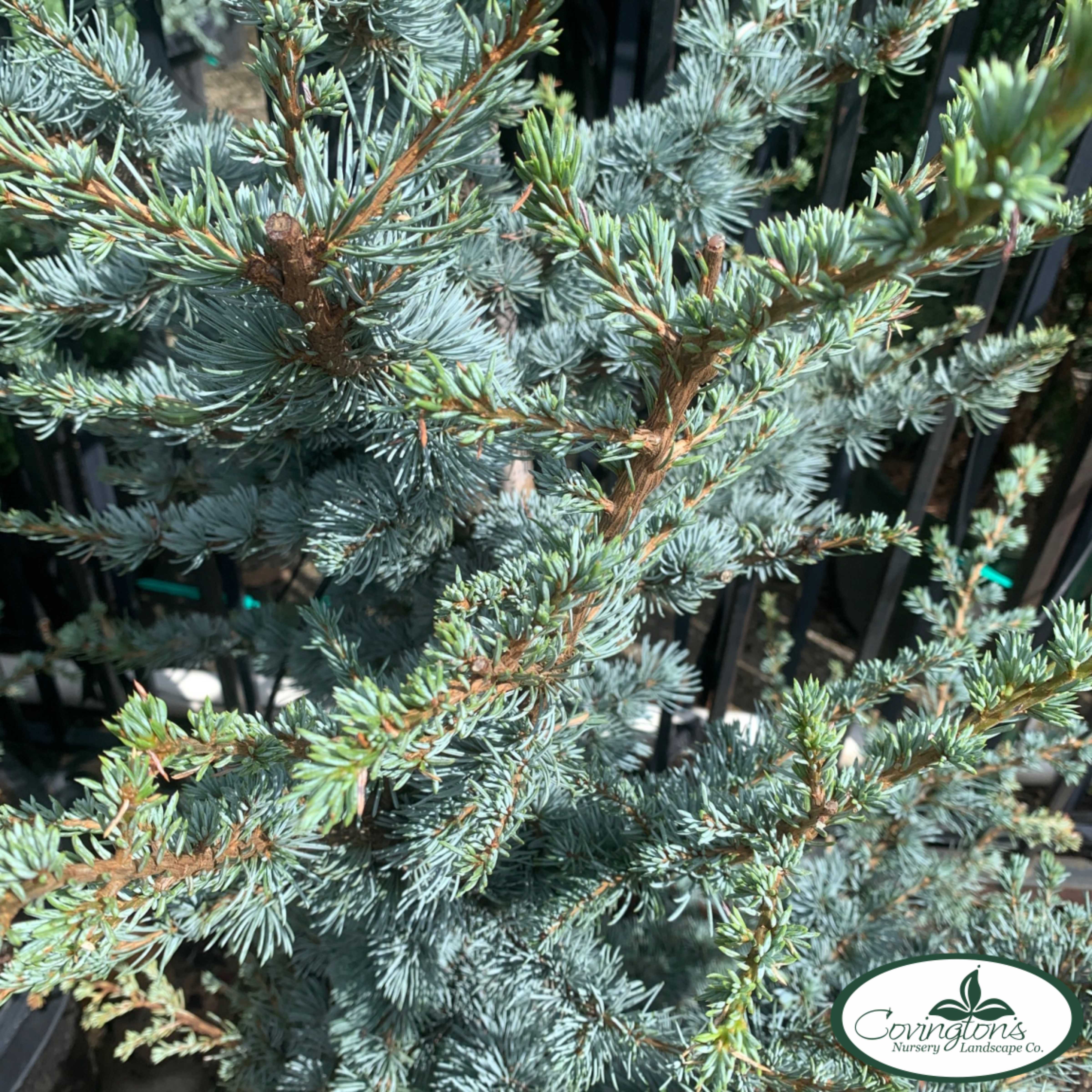 CEDAR horstmann blue atlas – Covingtons