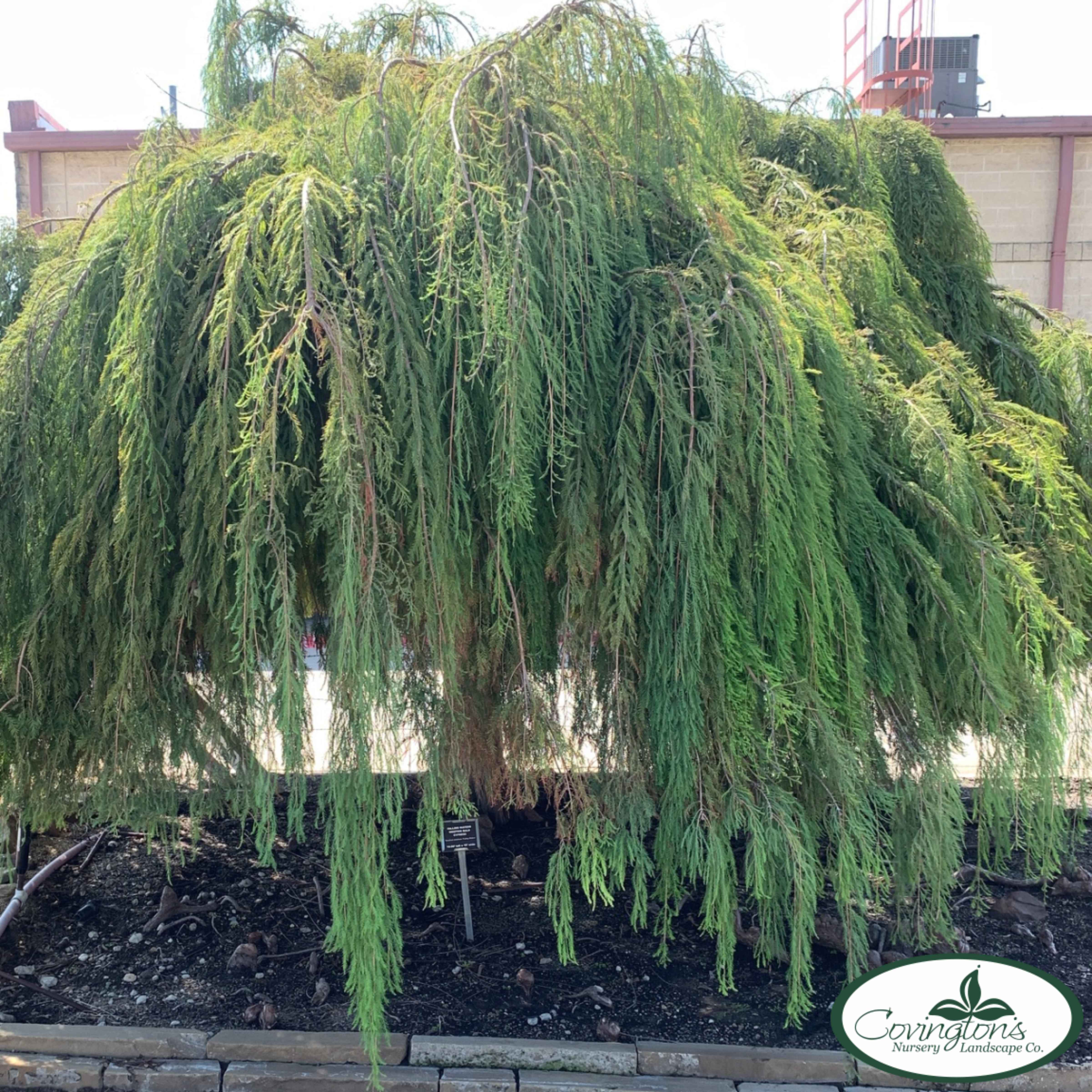 CYPRESS bald falling waters – Covingtons