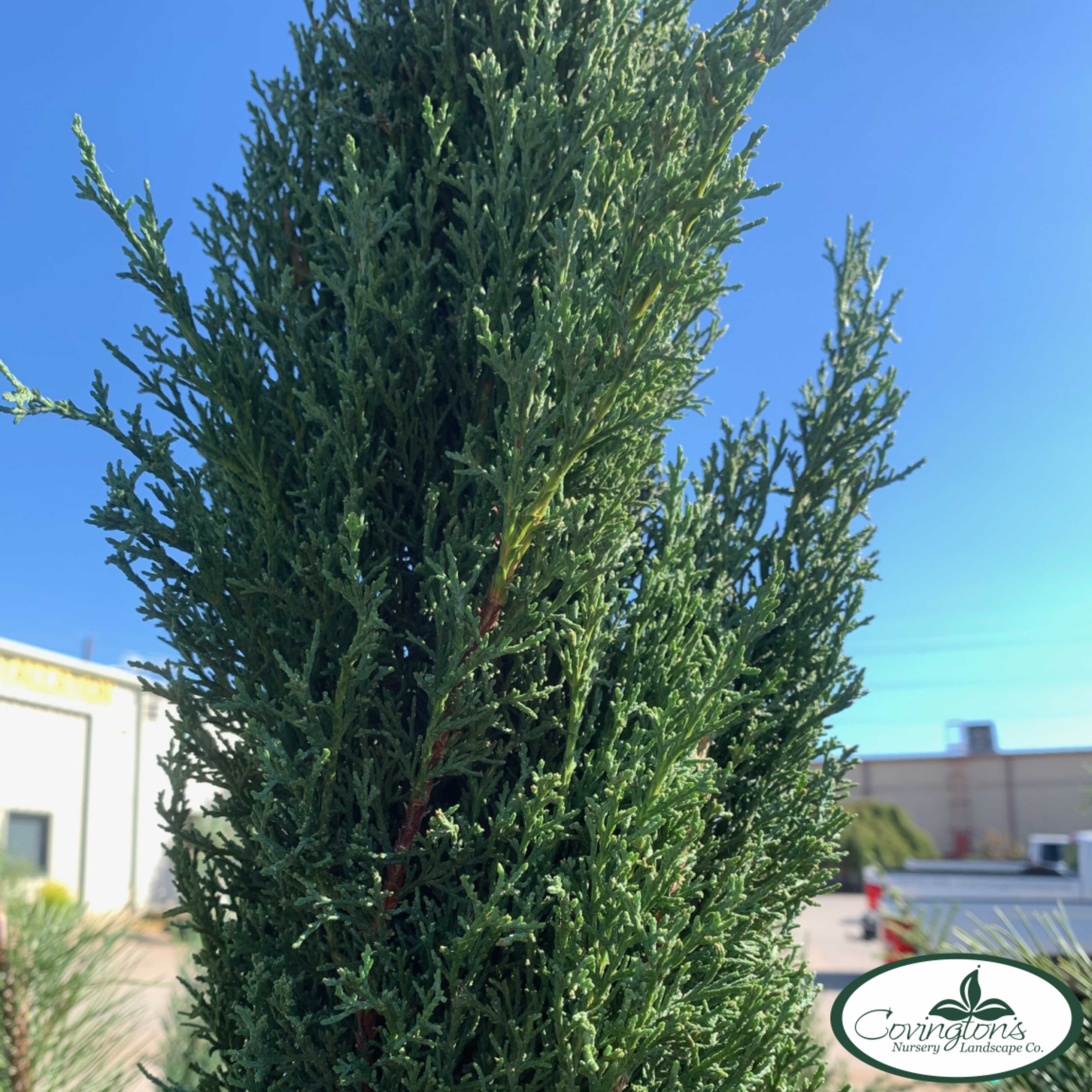 CYPRESS italian tiny tower® – Covingtons