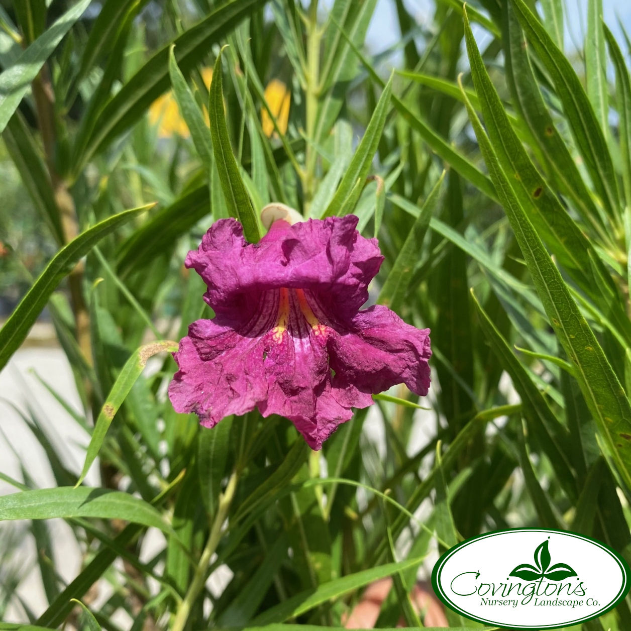 DESERT WILLOW sweet bubba – Covingtons