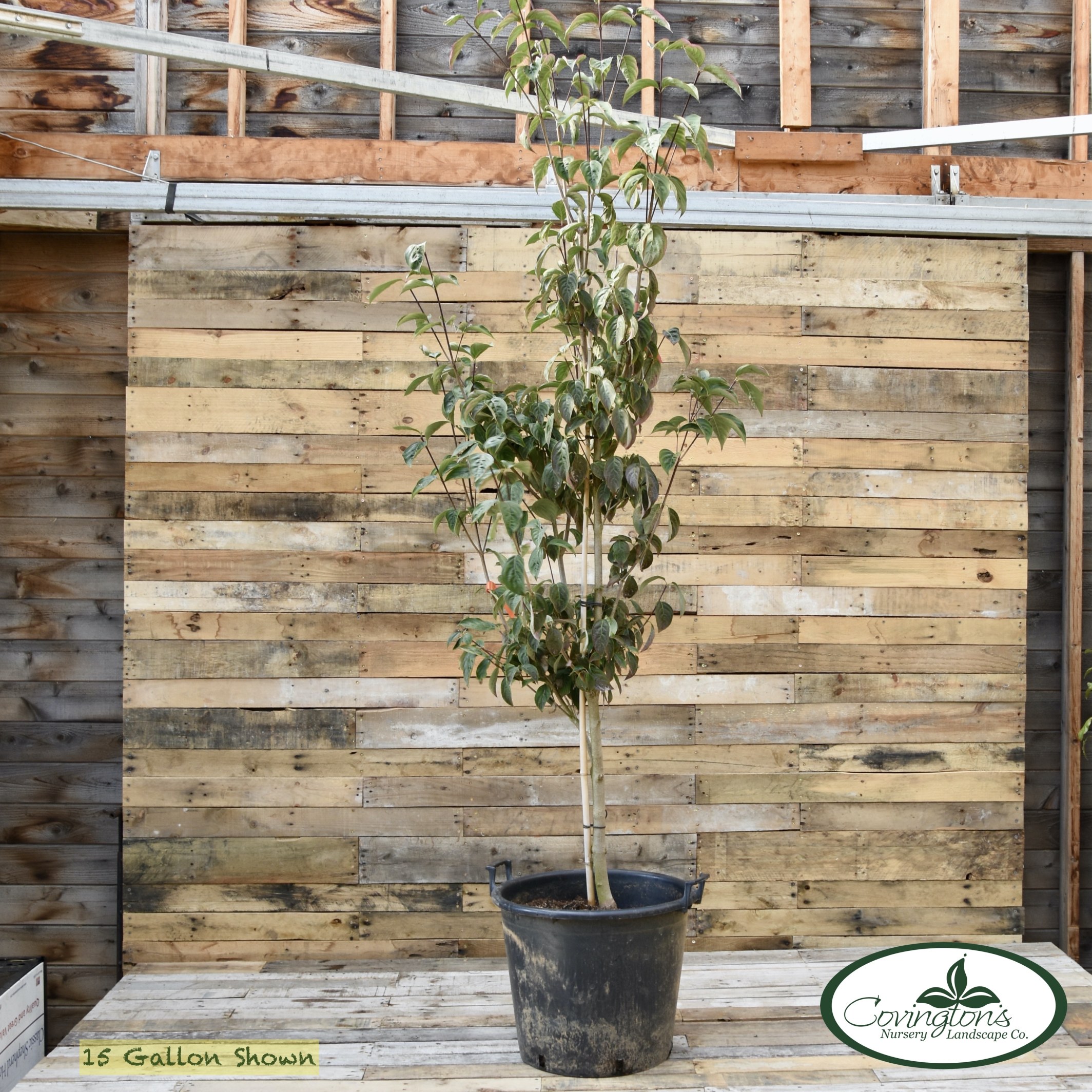 DOGWOOD stellar pink – Covingtons