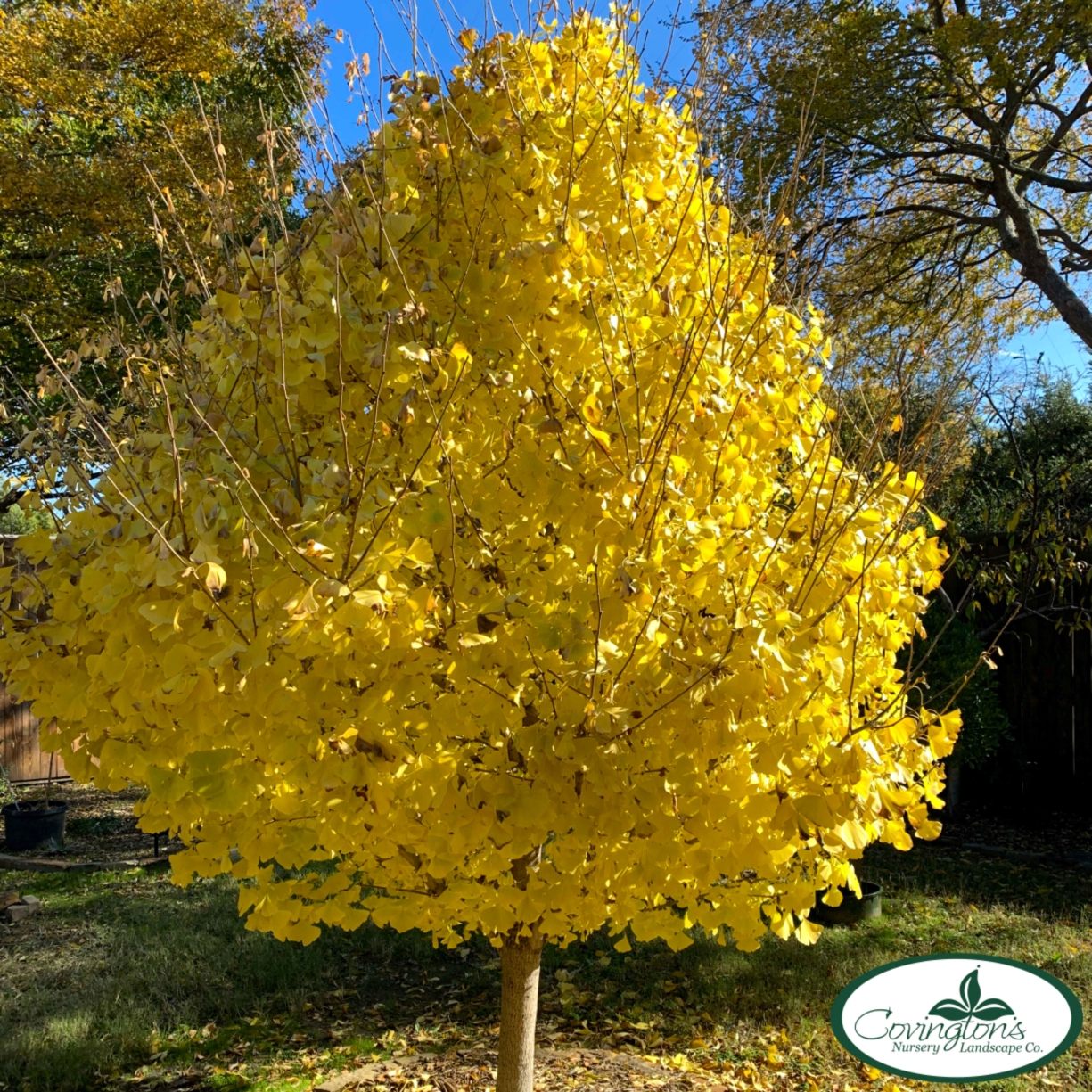 GINKGO gold spire dwarf – Covingtons