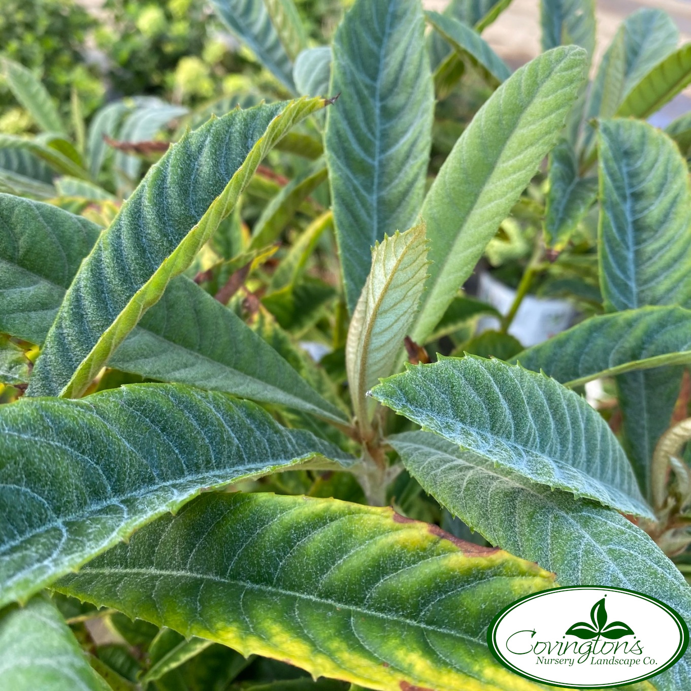 LOQUAT patio tree – Covingtons