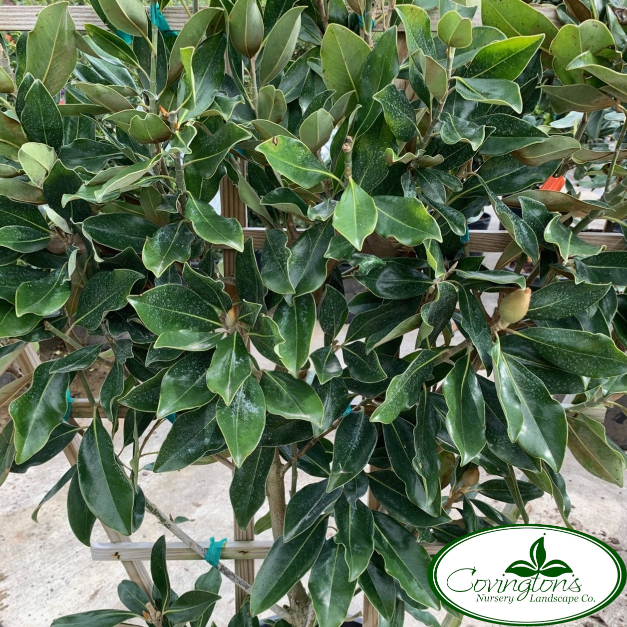 MAGNOLIA little gem espalier – Covingtons