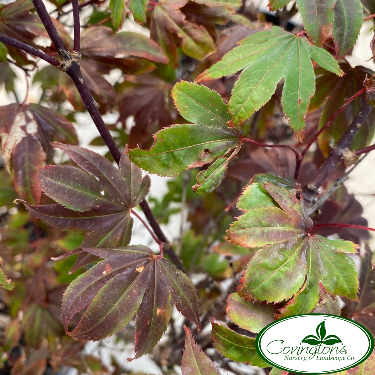 MAPLE jap. adrian’s compact – Covingtons