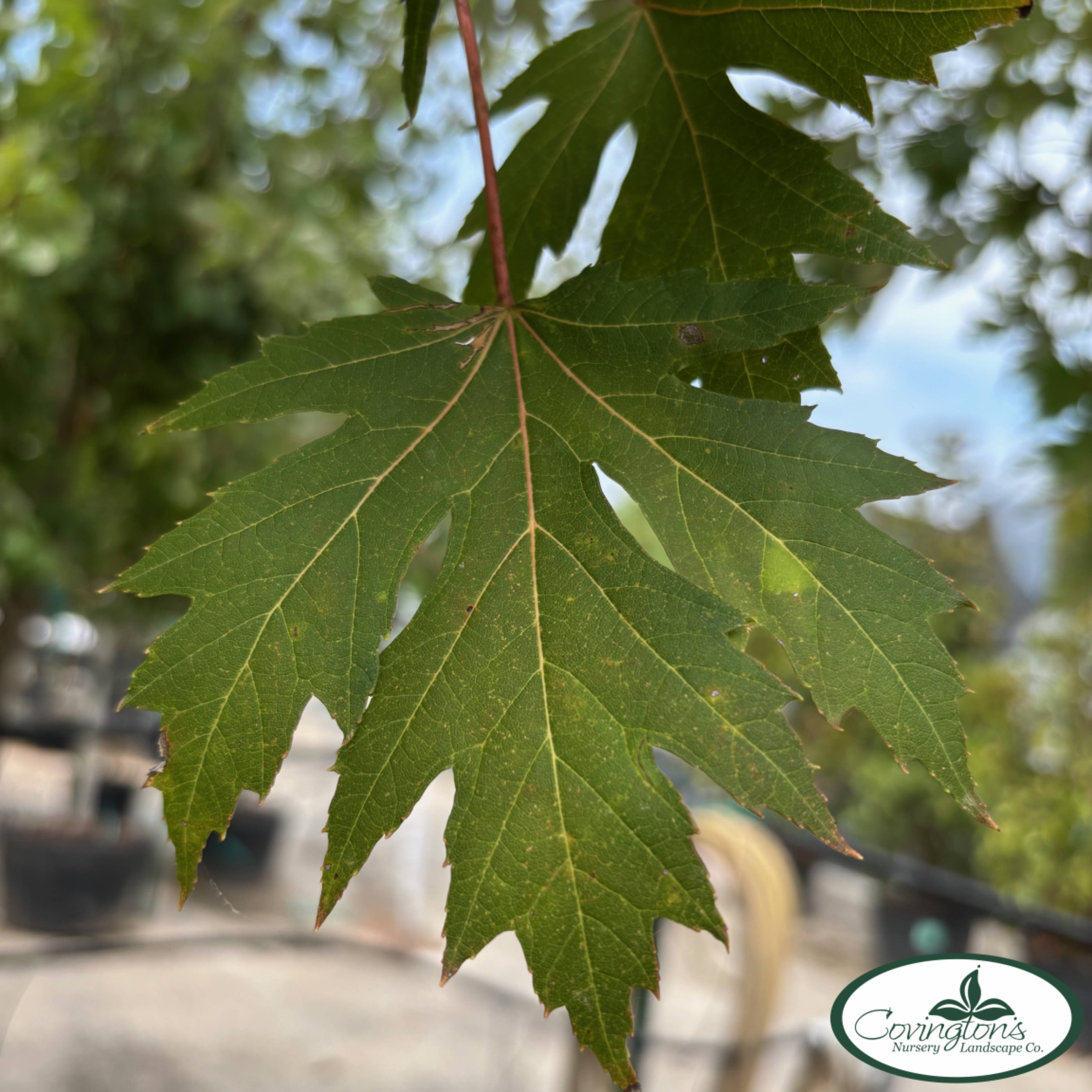 MAPLE celebration – Covingtons