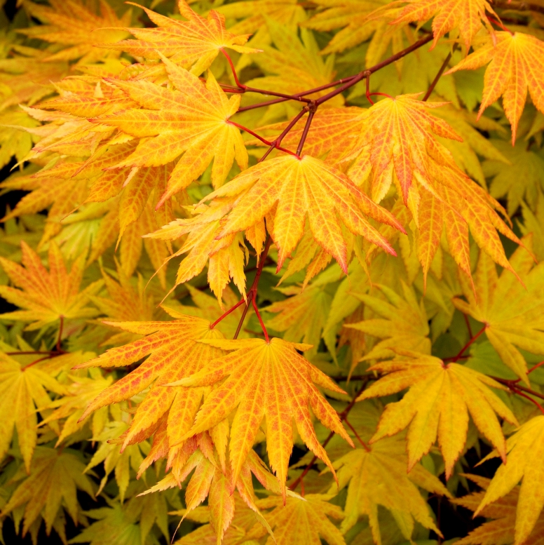 MAPLE jap. autumn fullmoon – Covingtons