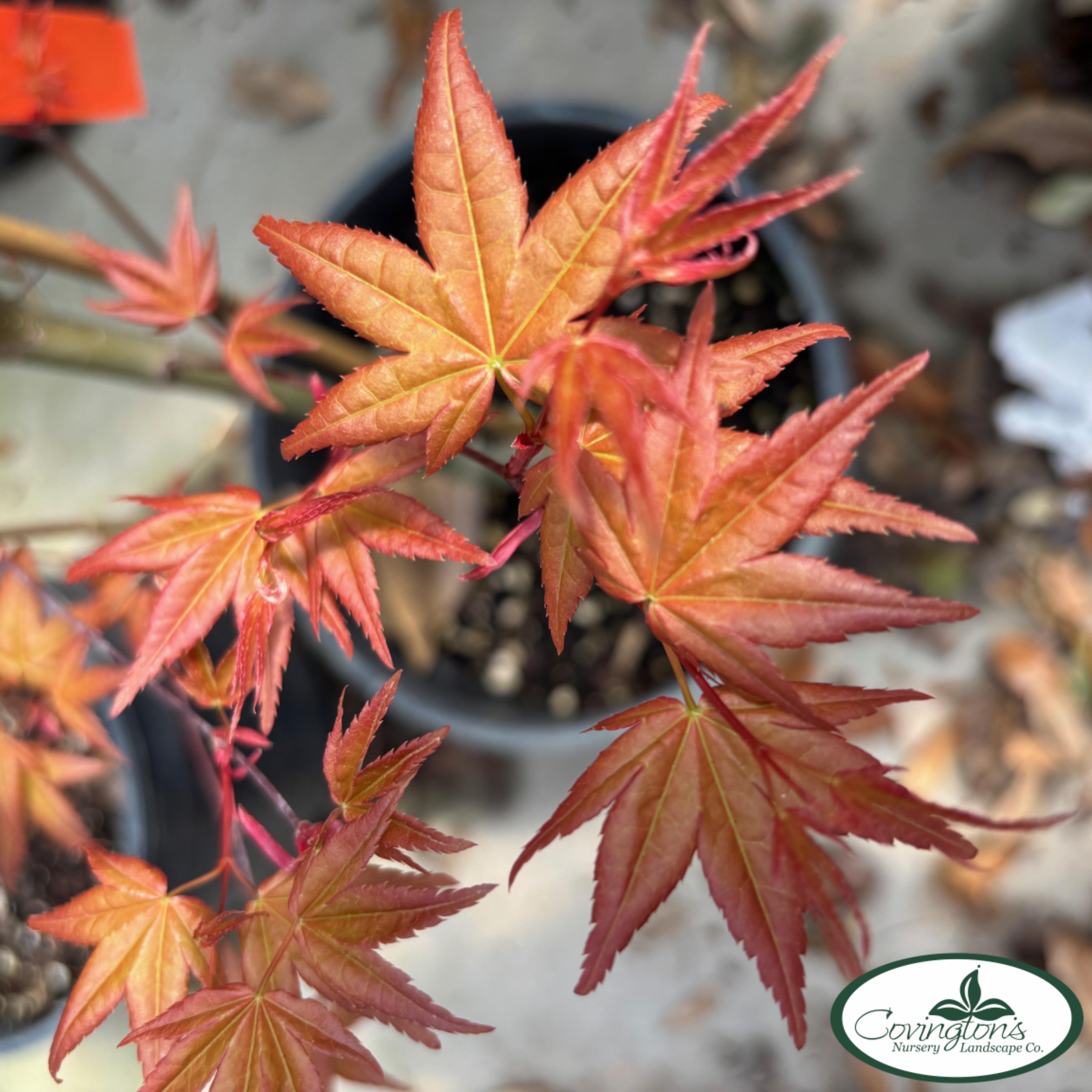 MAPLE jap. beni hime – Covingtons