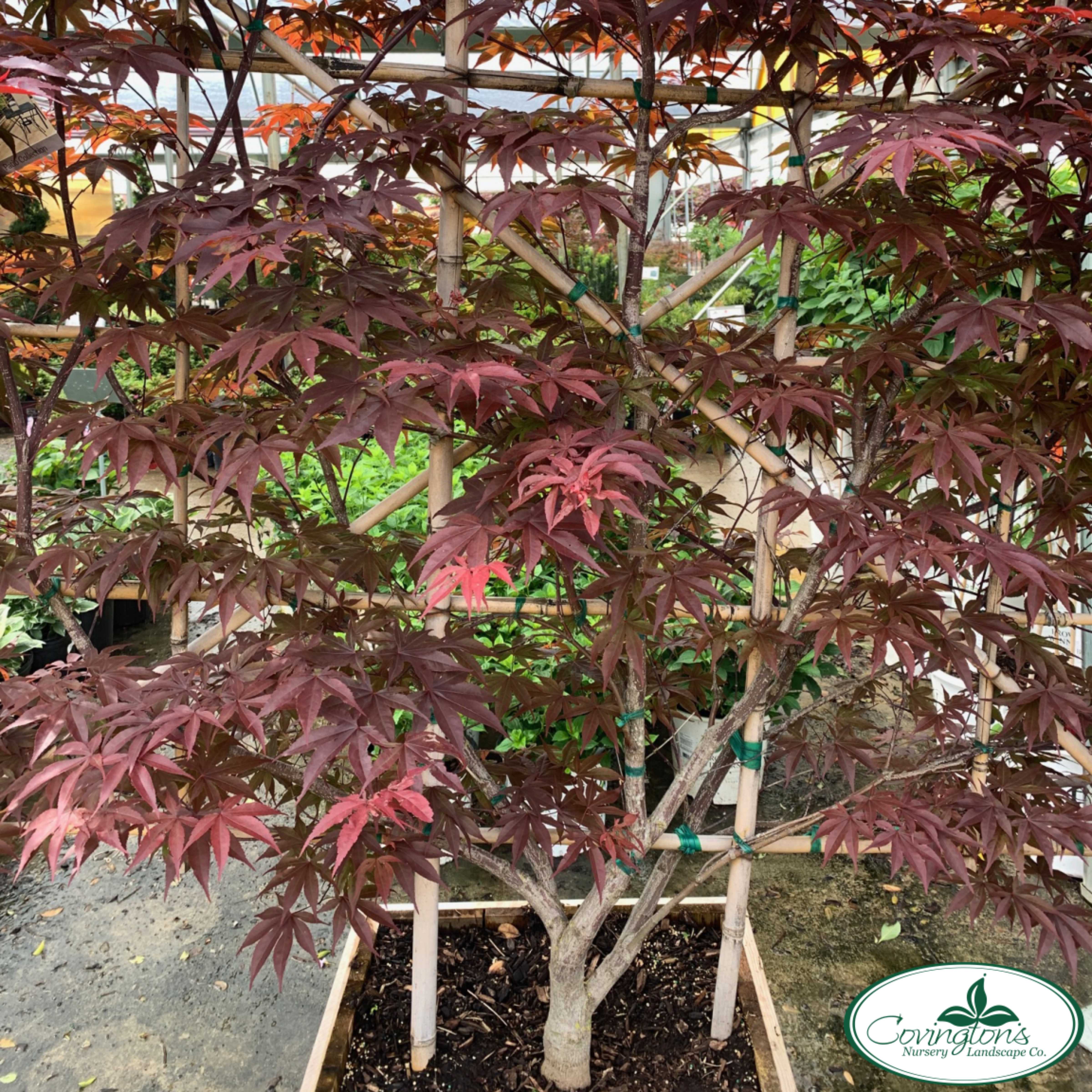 MAPLE jap. bloodgood espalier – Covingtons