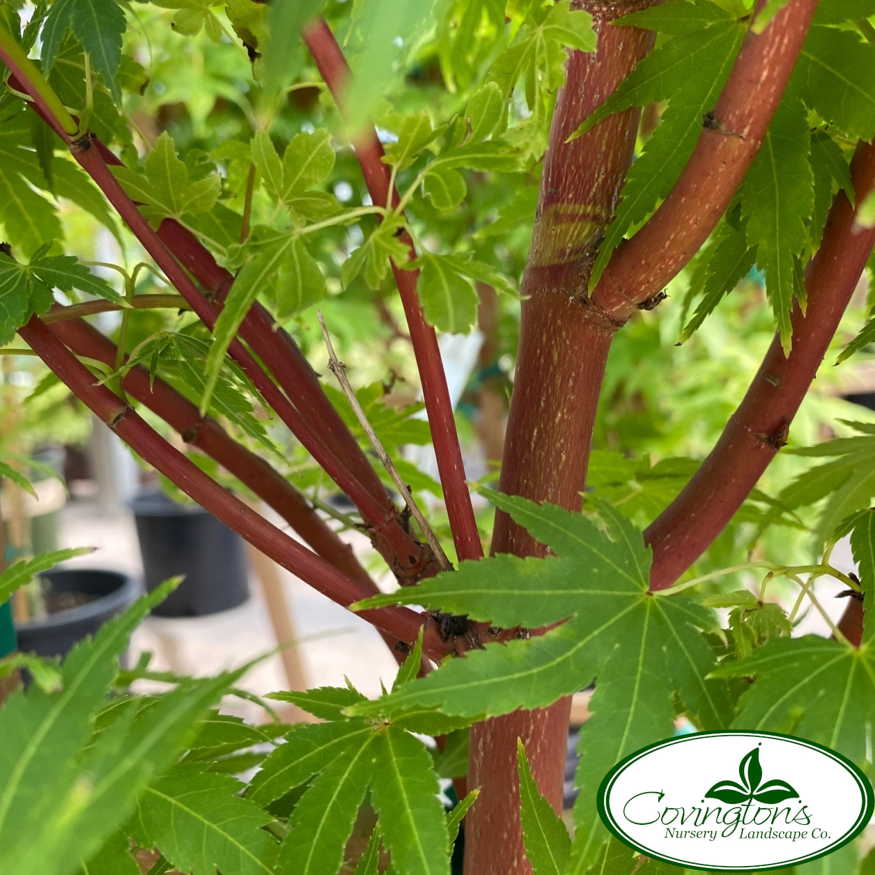 MAPLE jap. coral bark espalier – Covingtons