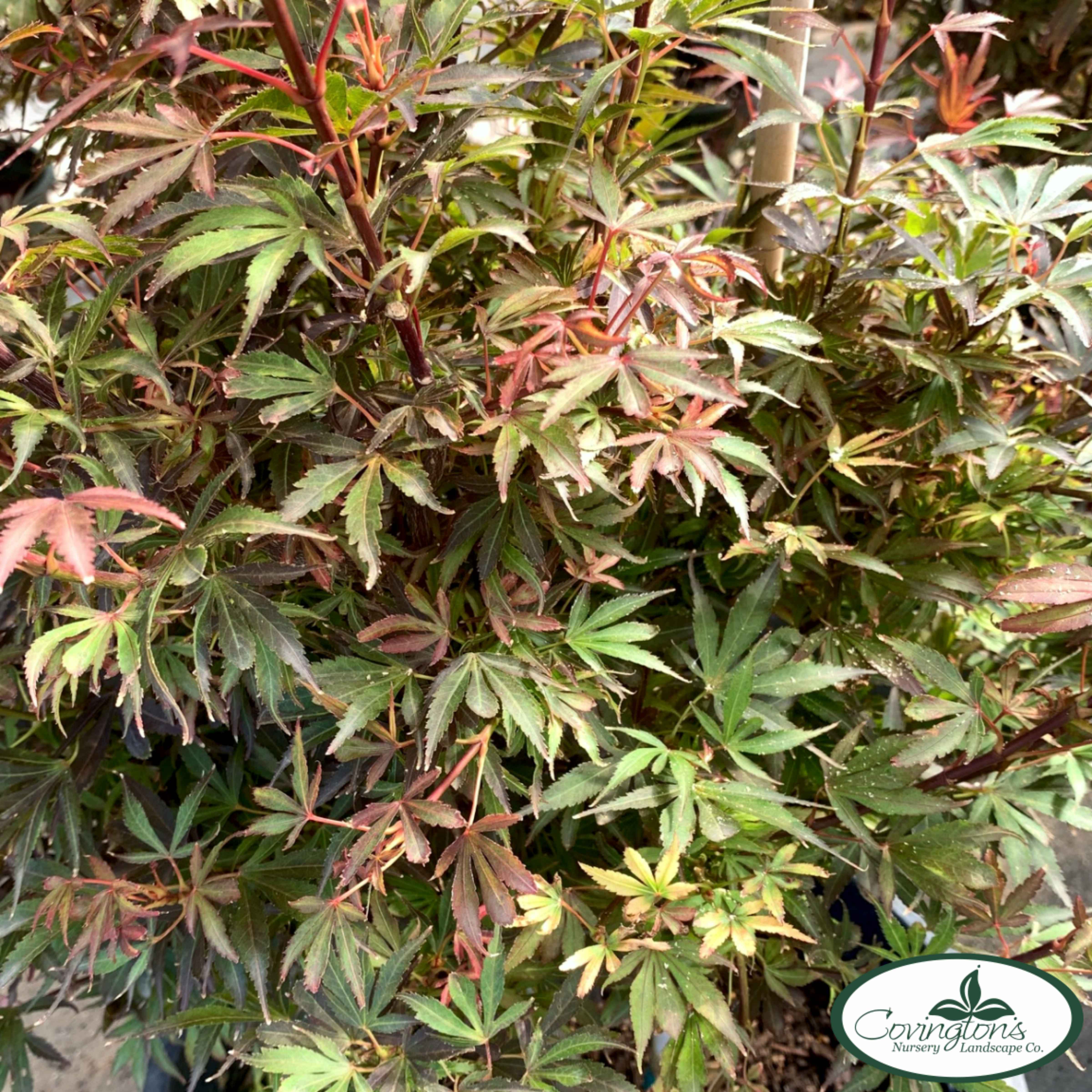 MAPLE jap. fireball – Covingtons