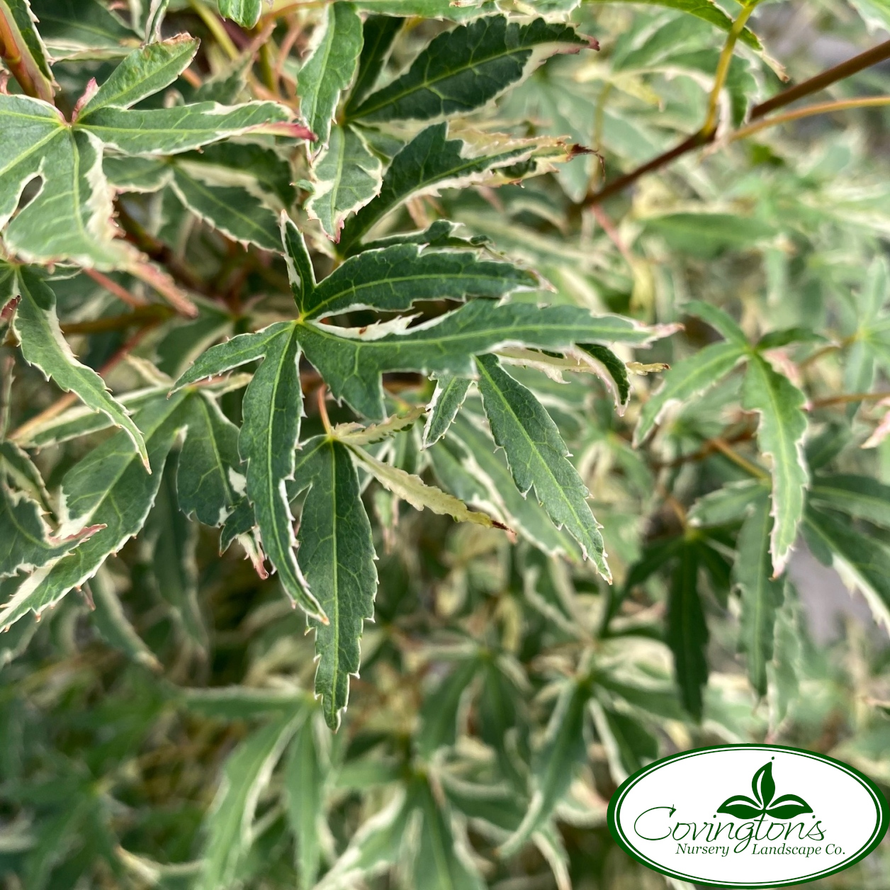 MAPLE jap. kagiri nishiki – Covingtons