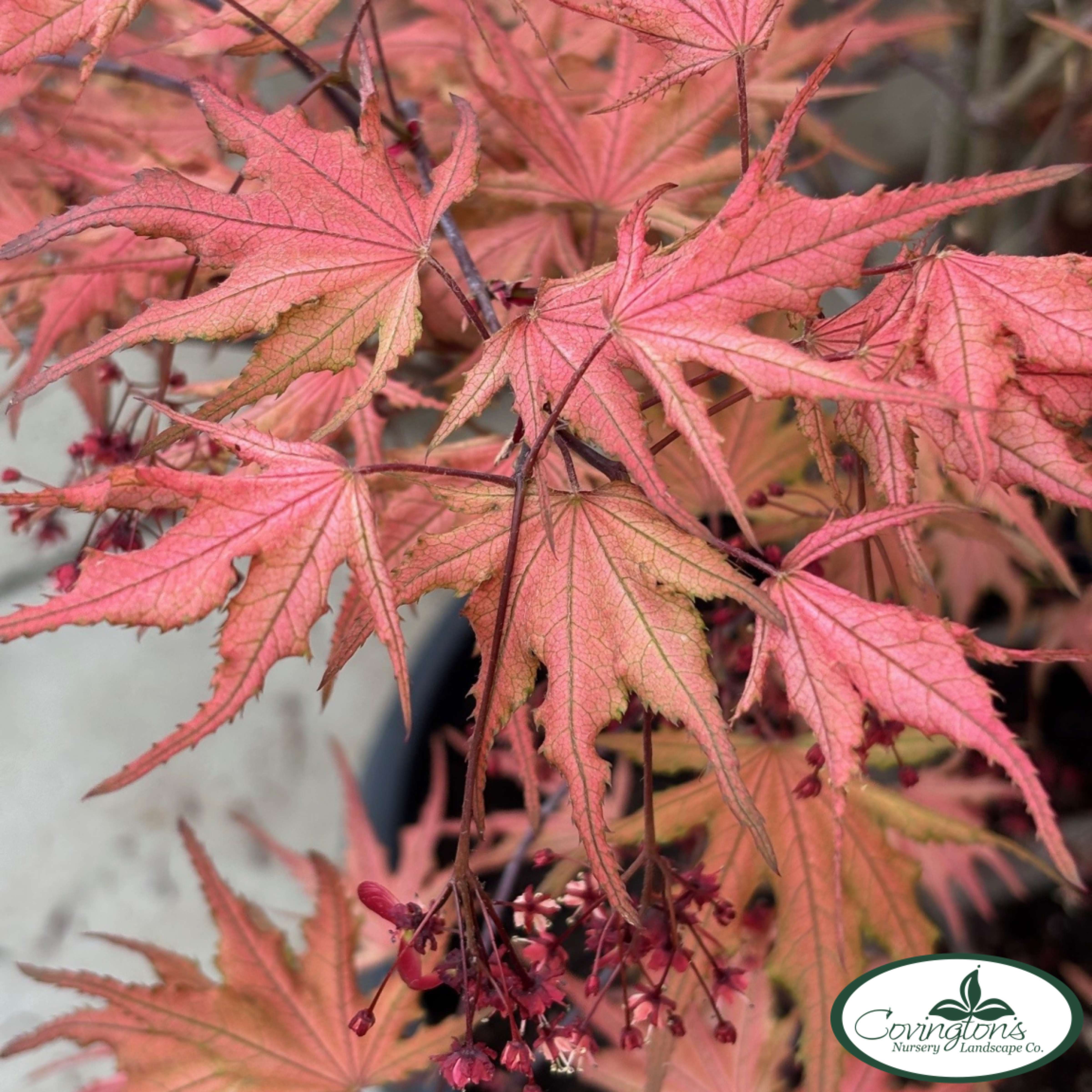 MAPLE jap. purple ghost – Covingtons