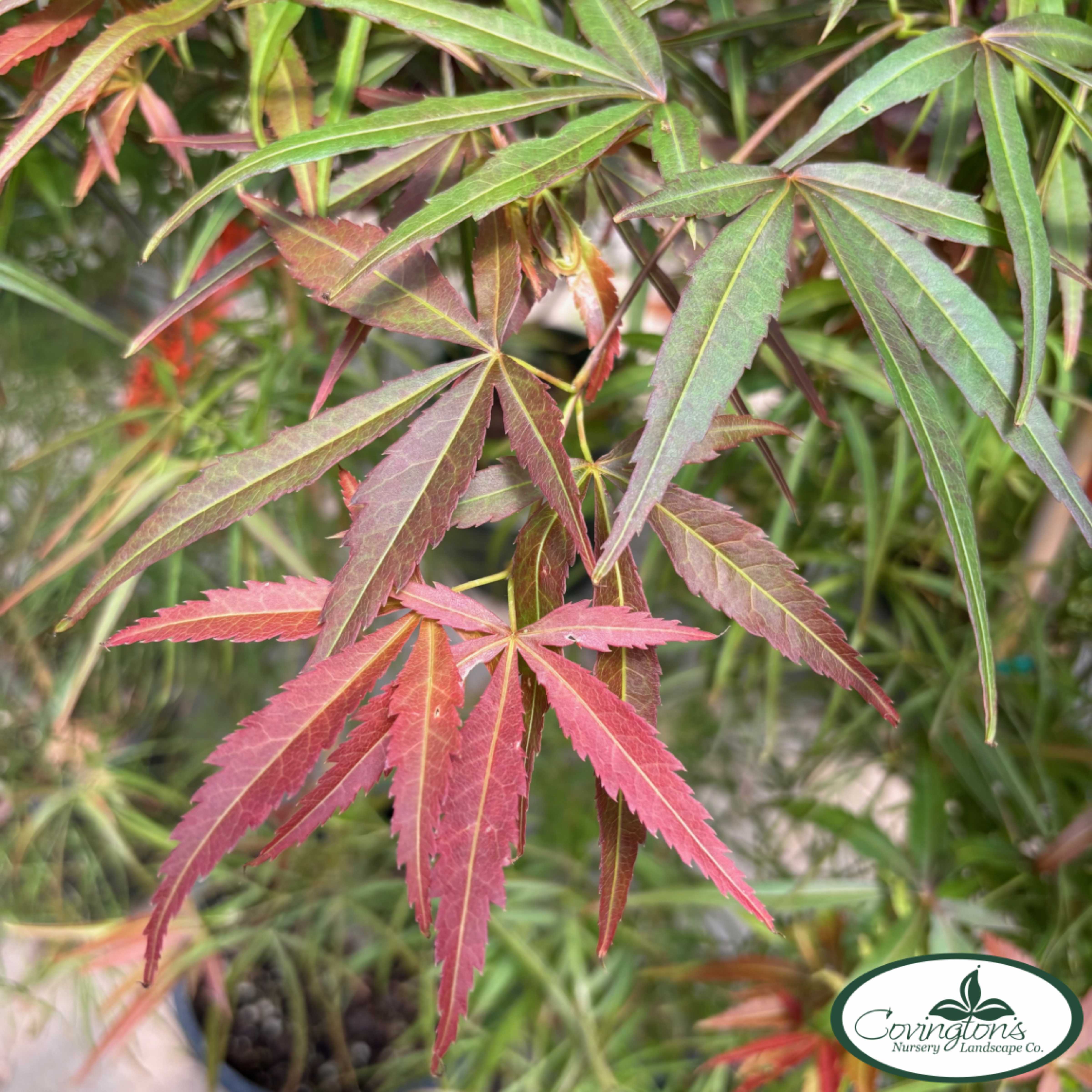 MAPLE jap. red pygmy – Covingtons