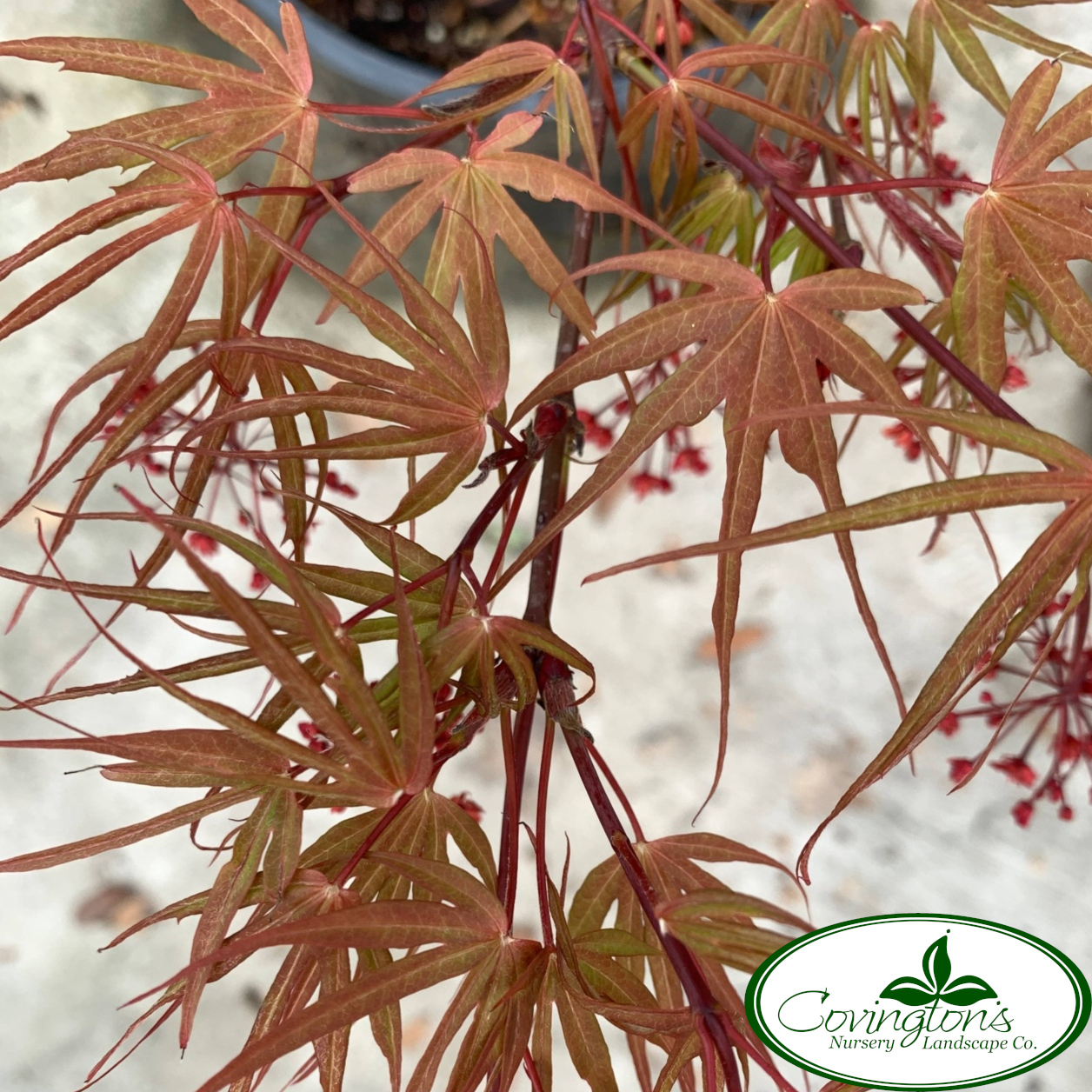 MAPLE jap. red spider – Covingtons