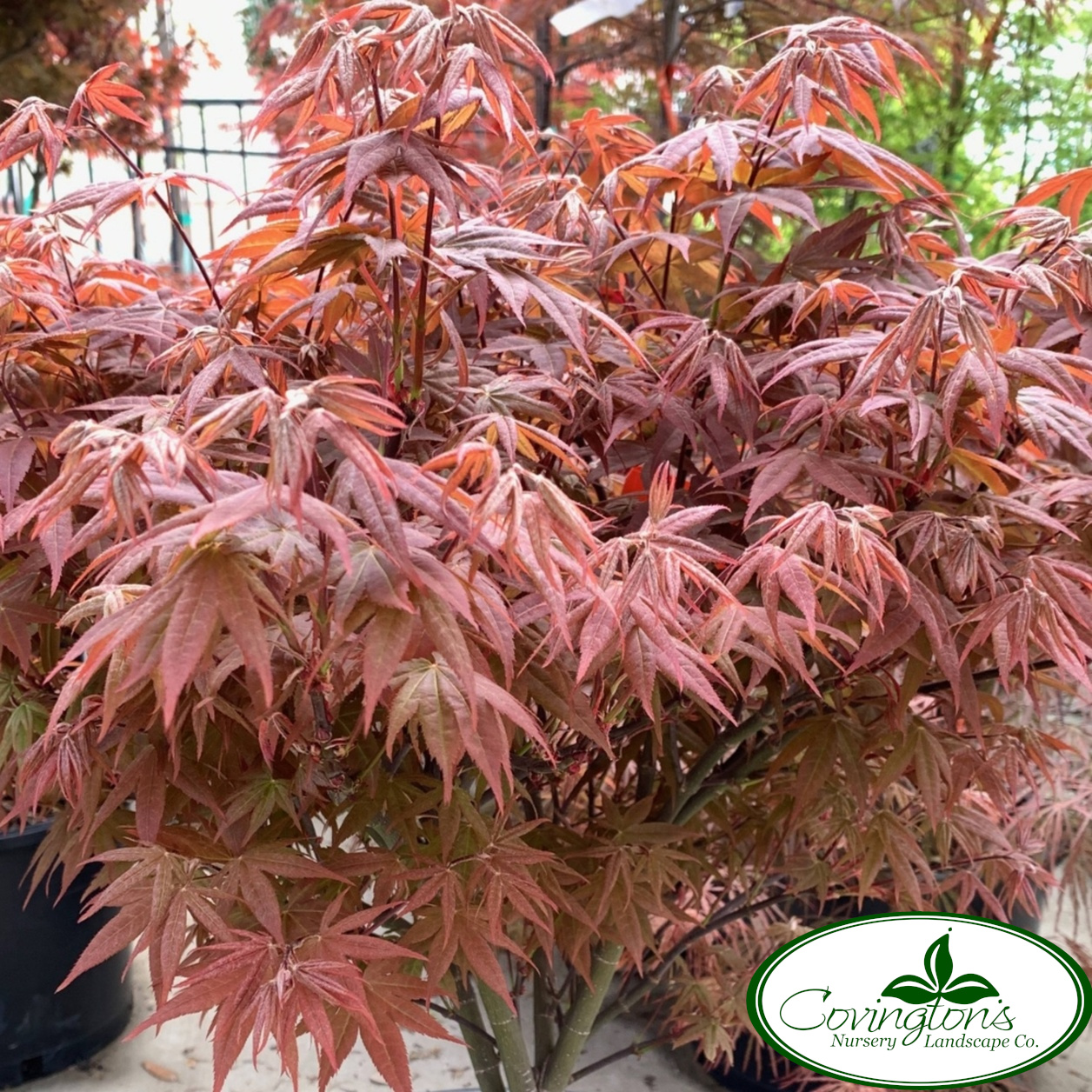 MAPLE jap. rhode island red – Covingtons