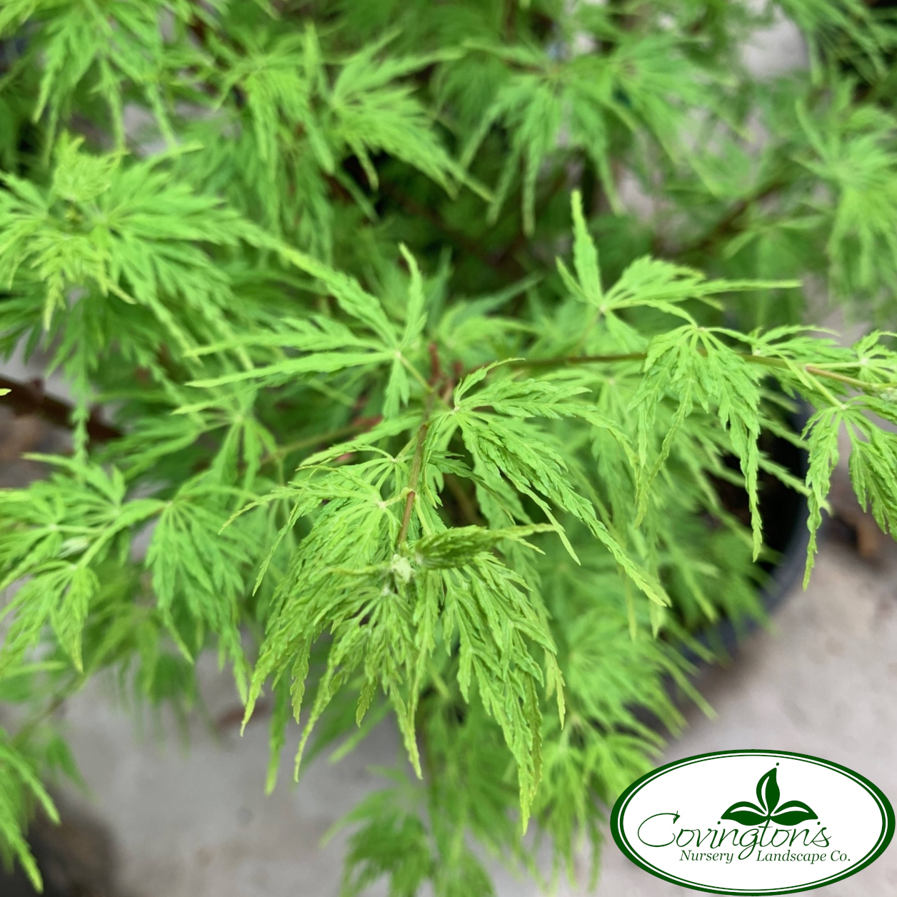 MAPLE jap. seiryu – Covingtons