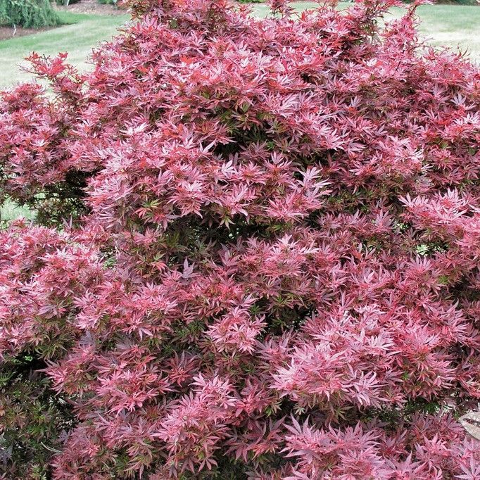 MAPLE jap. shaina espalier – Covingtons