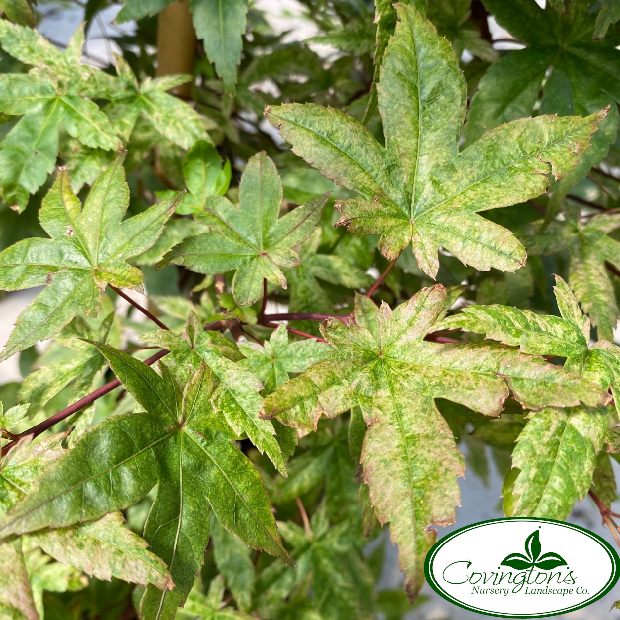 MAPLE jap. shin deshojo – Covingtons