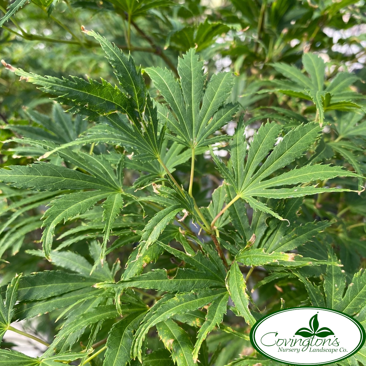 MAPLE jap. tiger rose – Covingtons