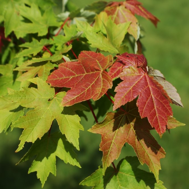 MAPLE redpointe® – Covingtons