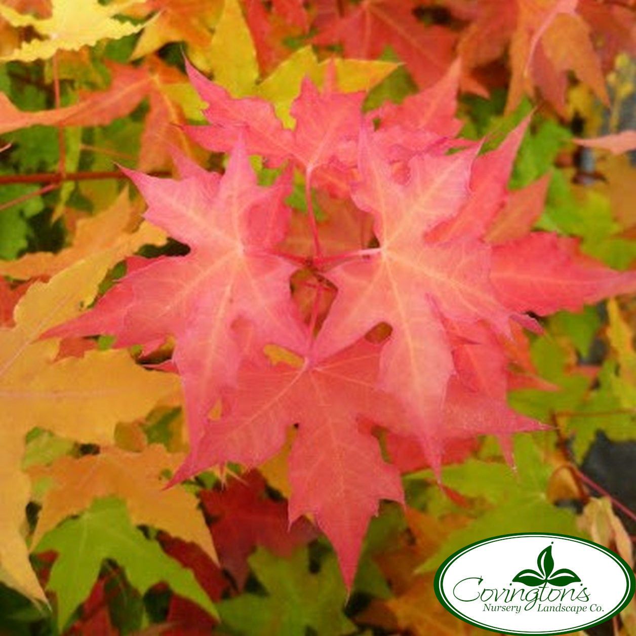 MAPLE shantung – Covingtons