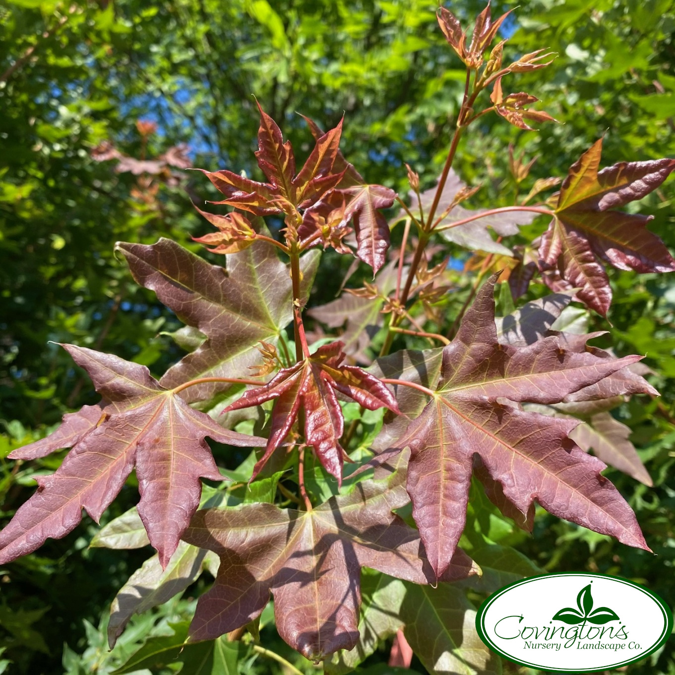 MAPLE shantung main street® – Covingtons