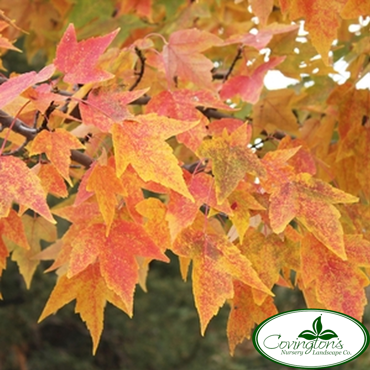 MAPLE trident multi-trunk – Covingtons