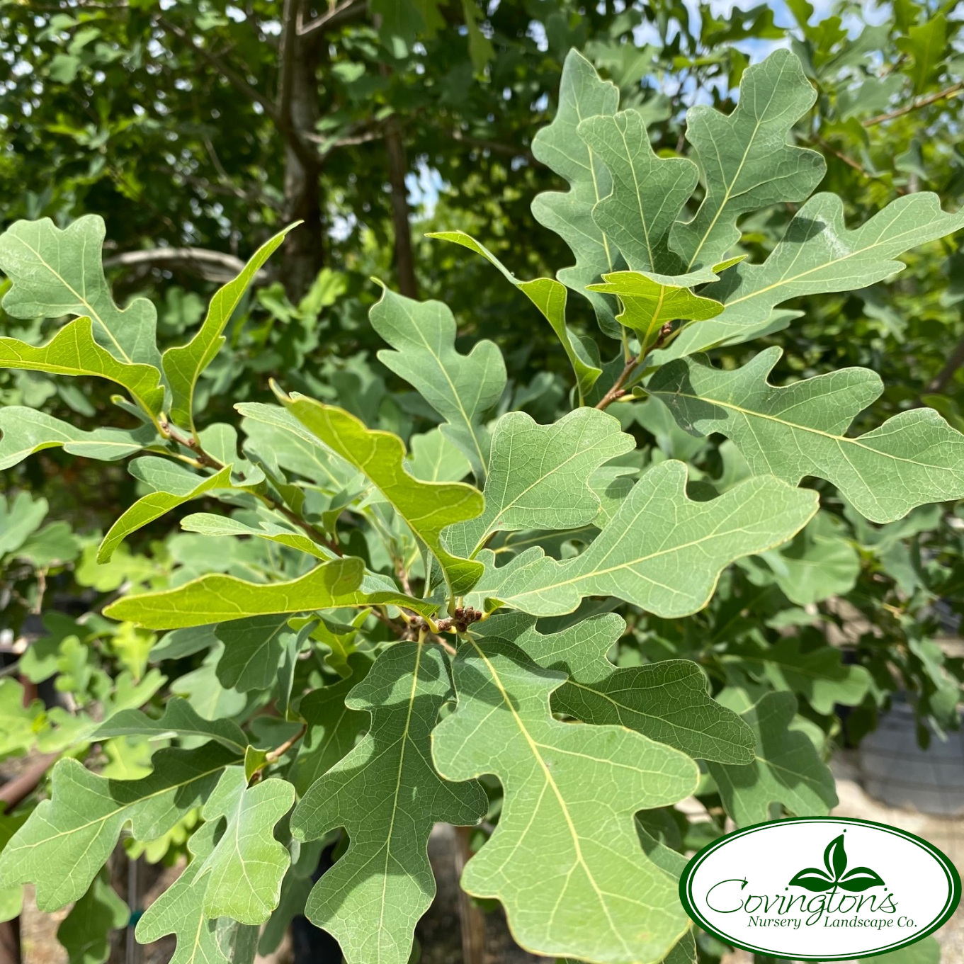 OAK lacey – Covingtons