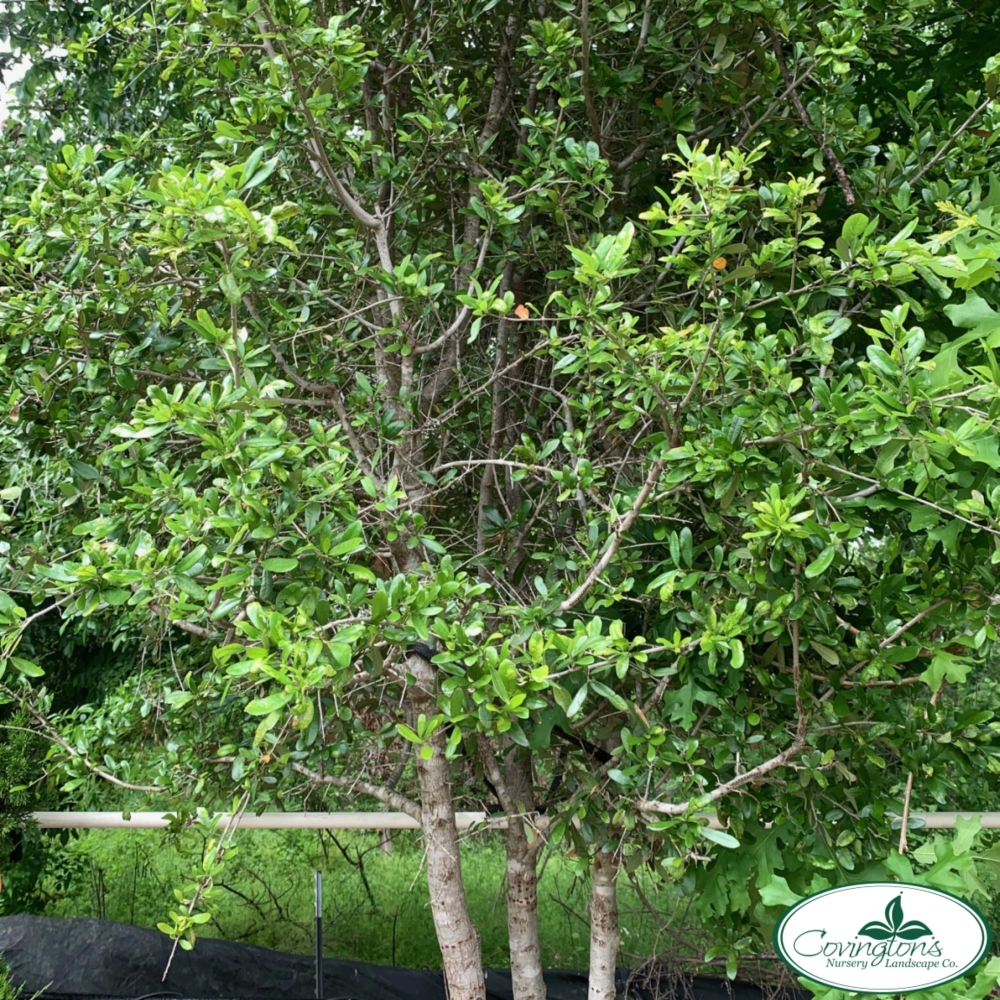 OAK live multi-trunk – Covingtons