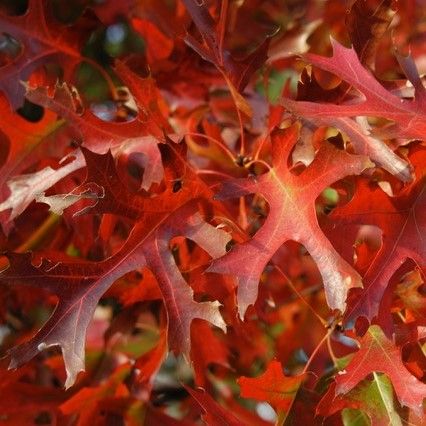 OAK shumard red multi-trunk – Covingtons