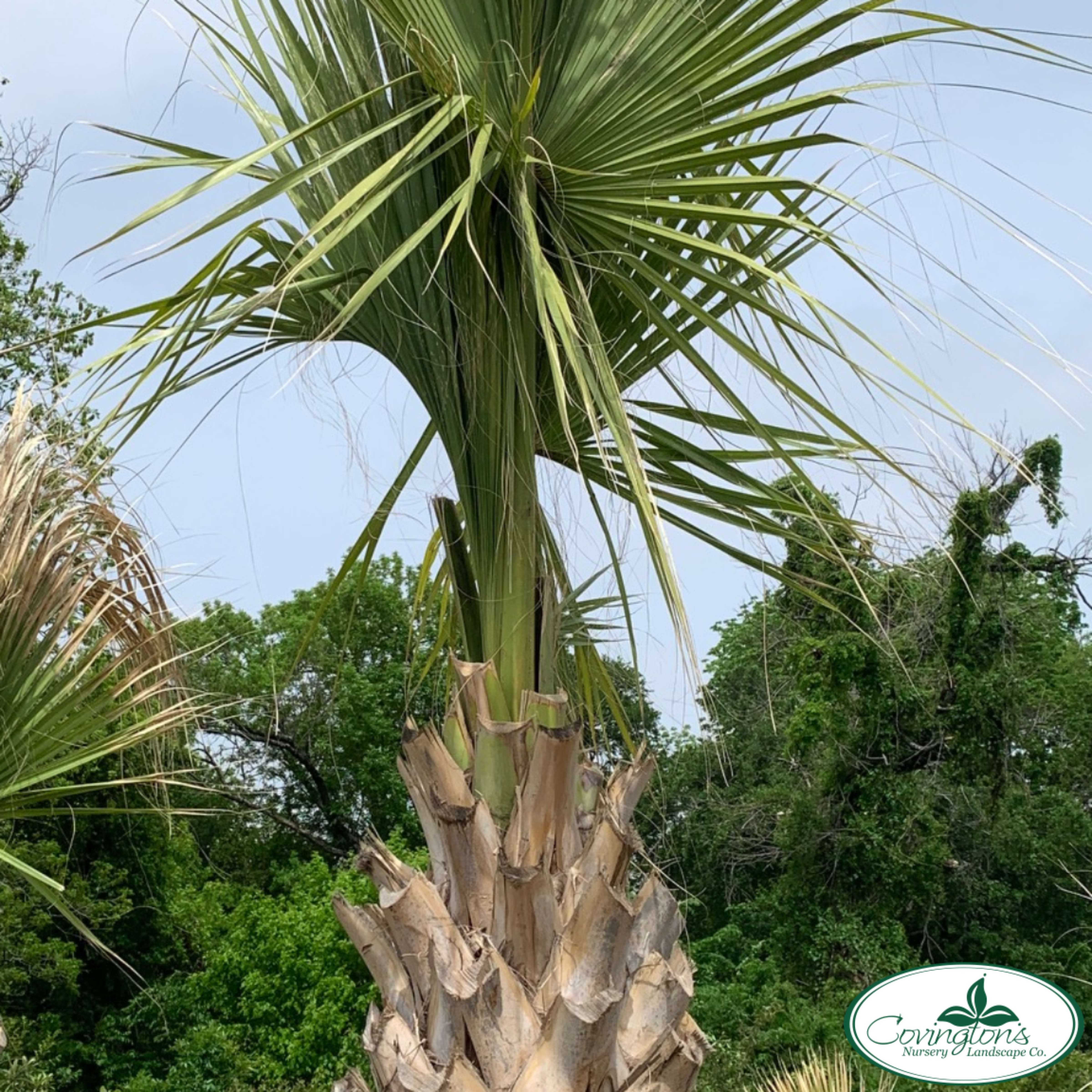 PALM texas sabal – Covingtons