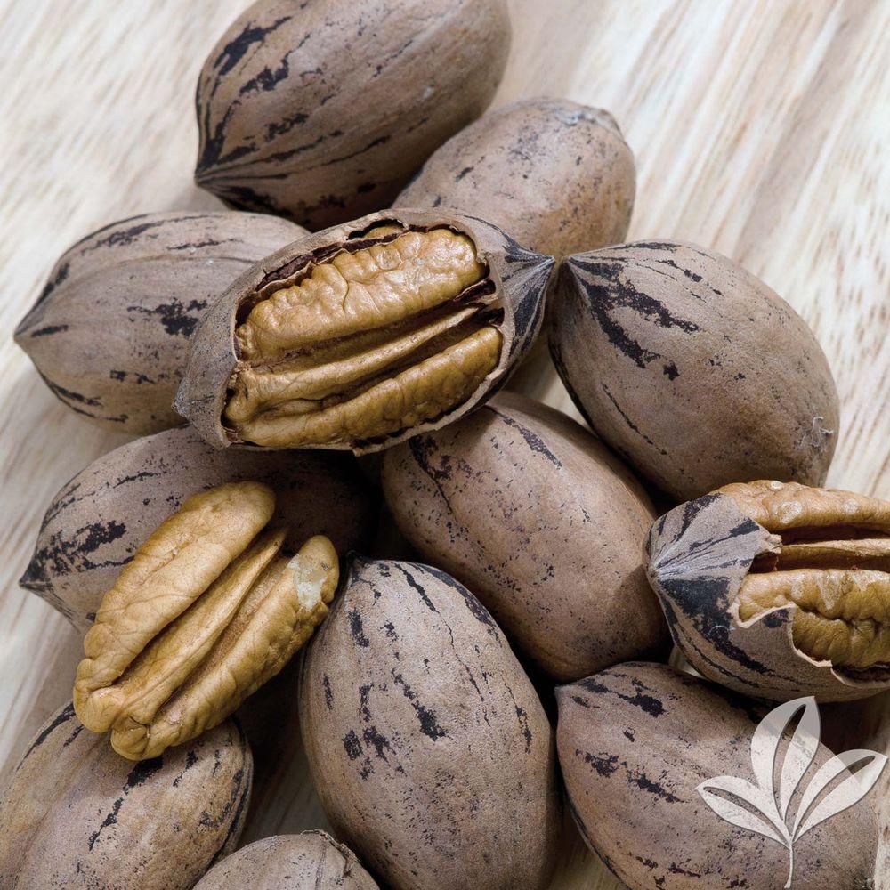 PECAN cheyenne – Covingtons