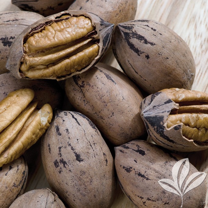 PECAN desirable – Covingtons