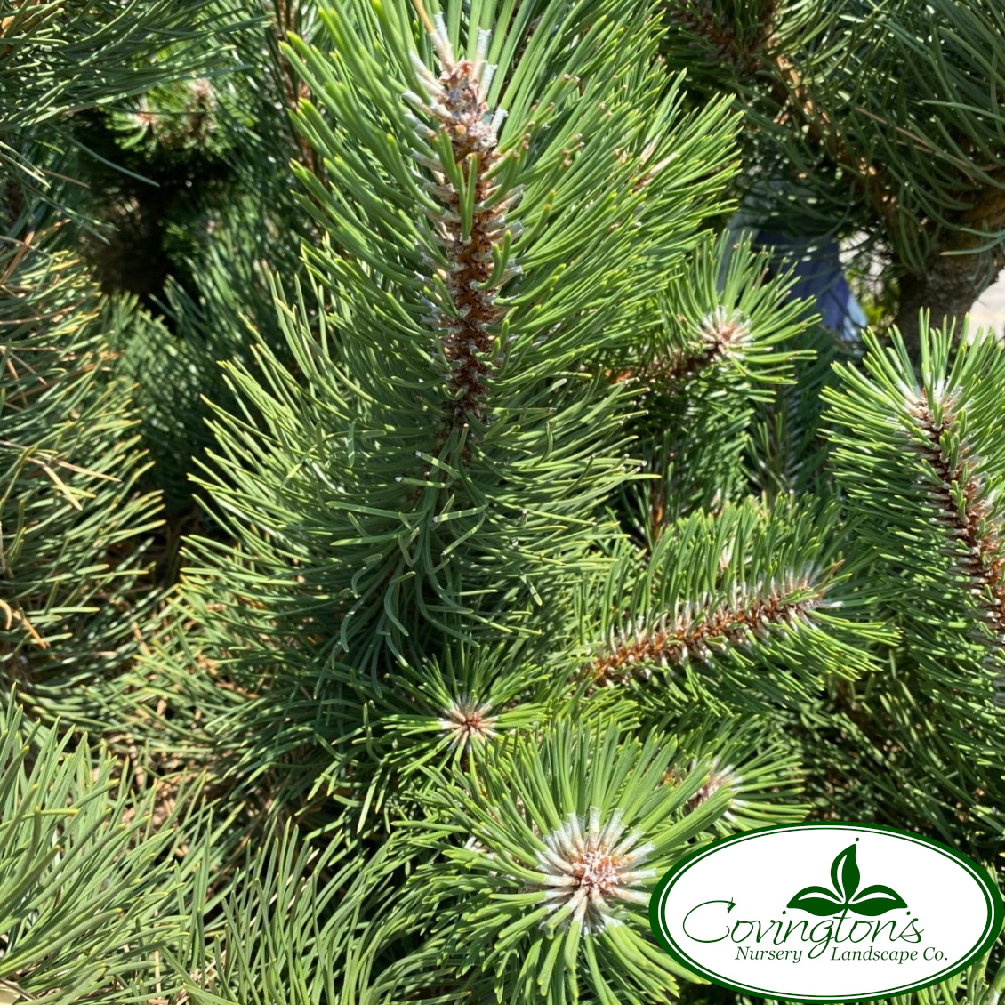 PINE austrian oregon green – Covingtons