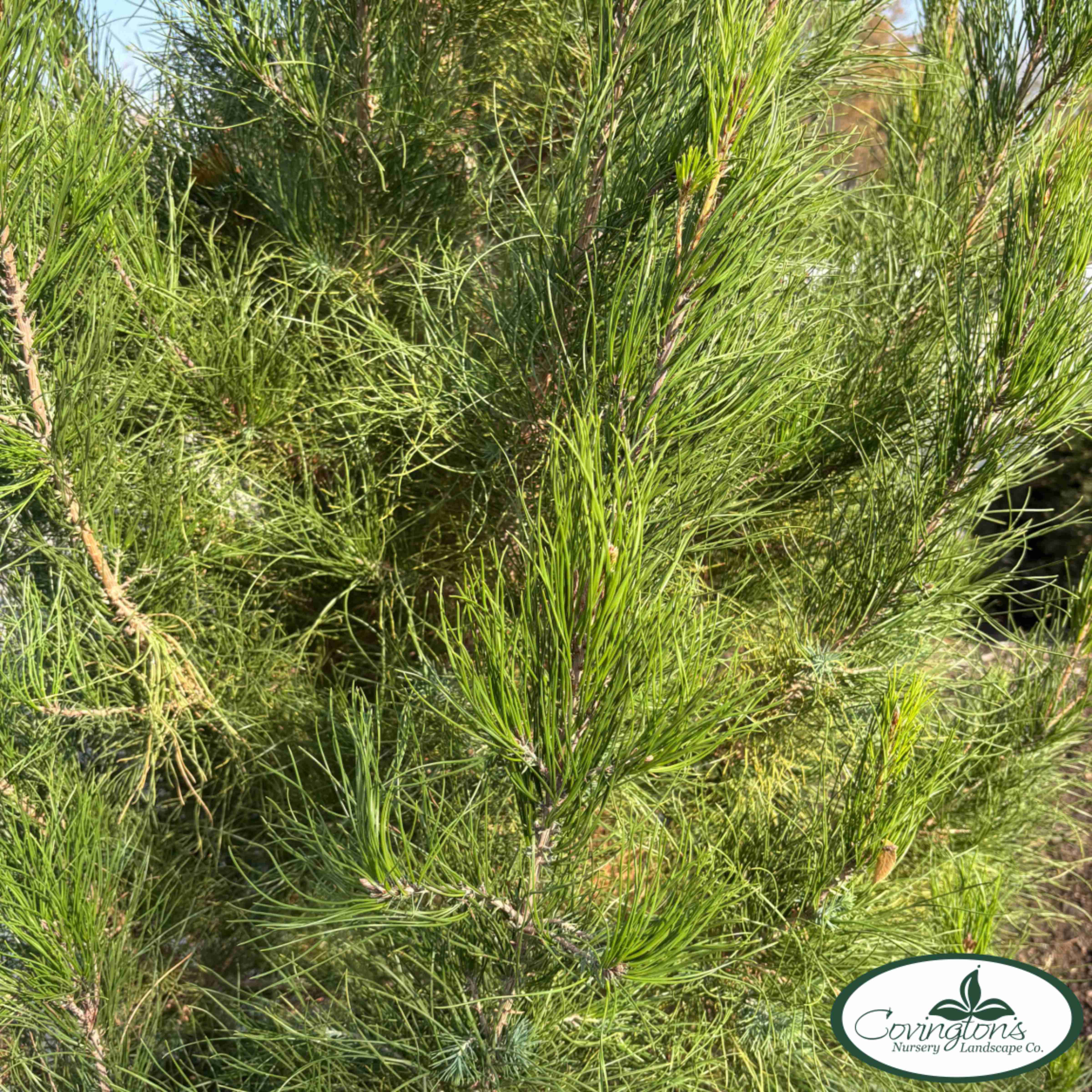 PINE eldarica – Covingtons