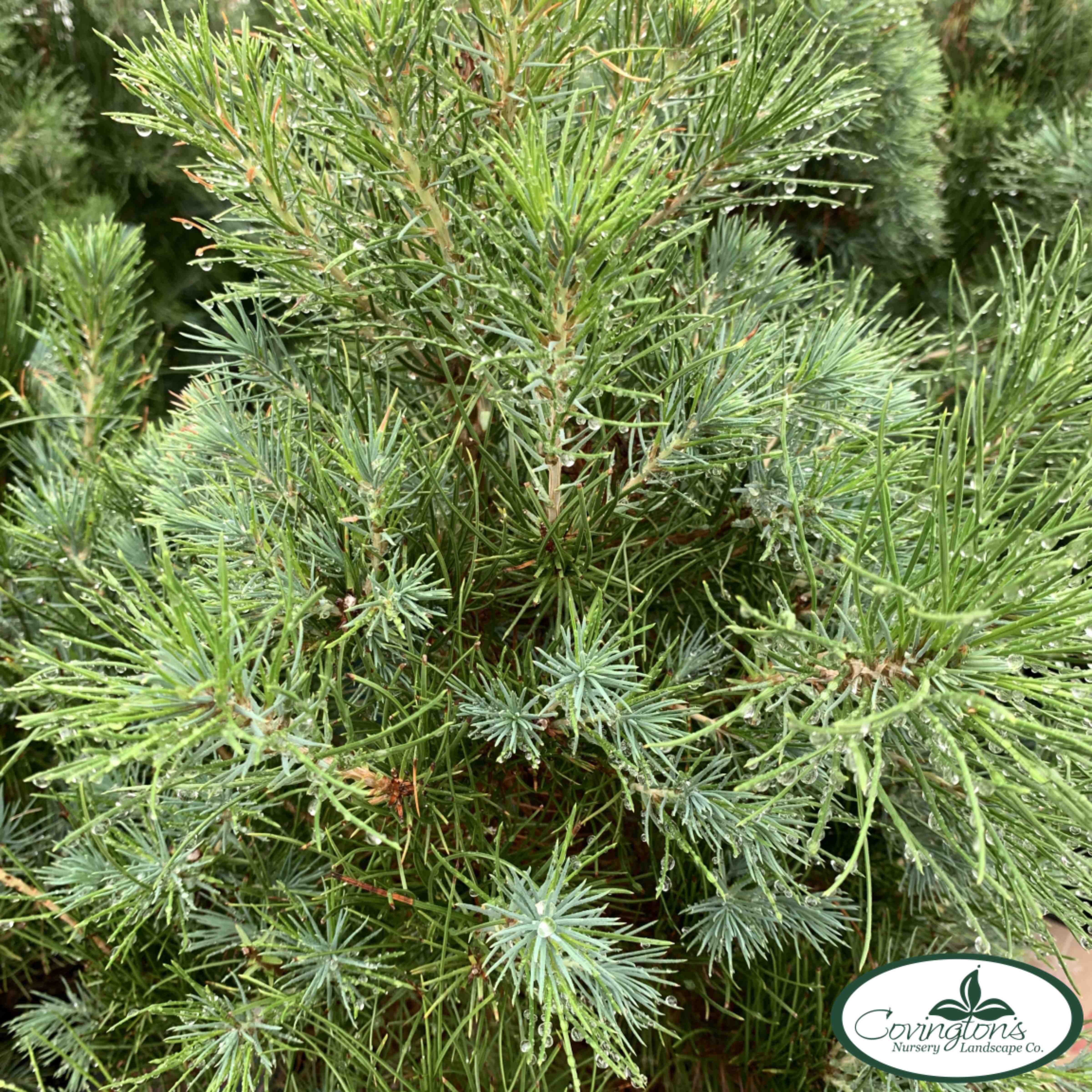PINE eldarica cone – Covingtons