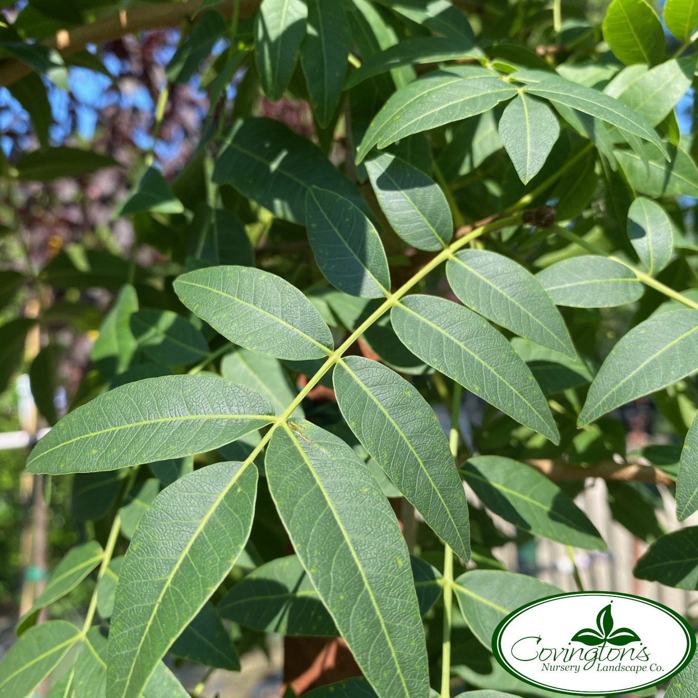 PISTACHE chinese red push – Covingtons