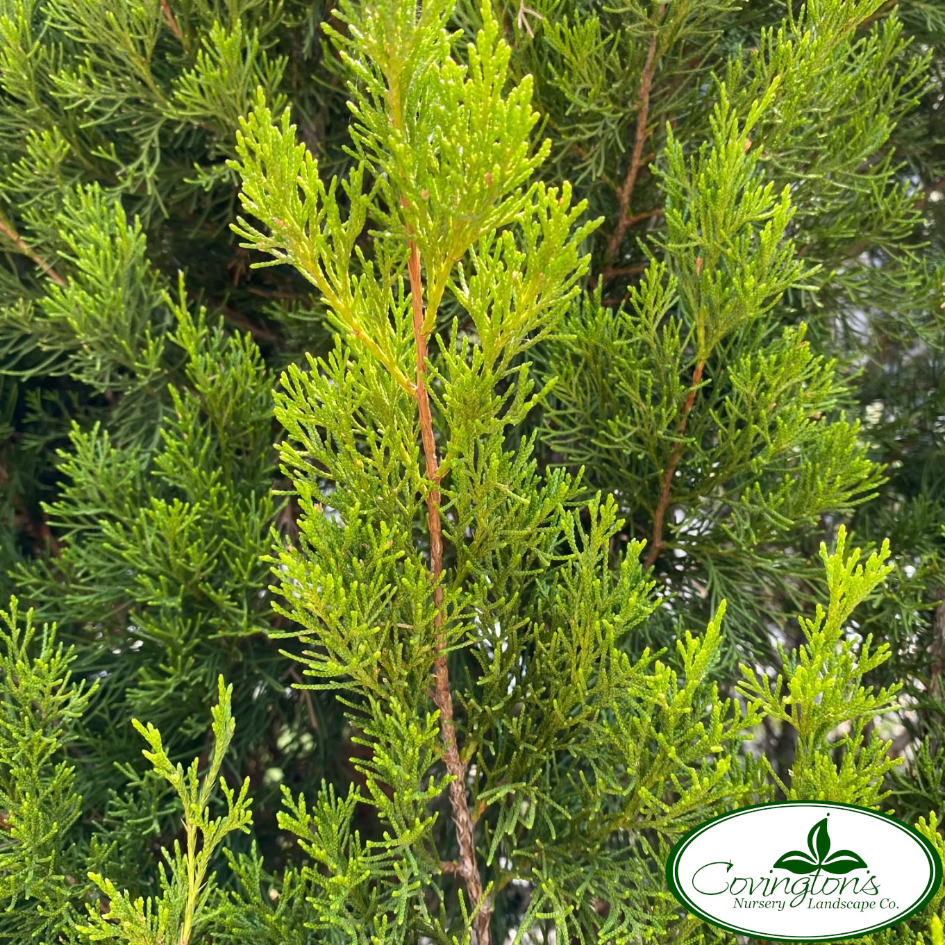 RED CEDAR brodie – Covingtons