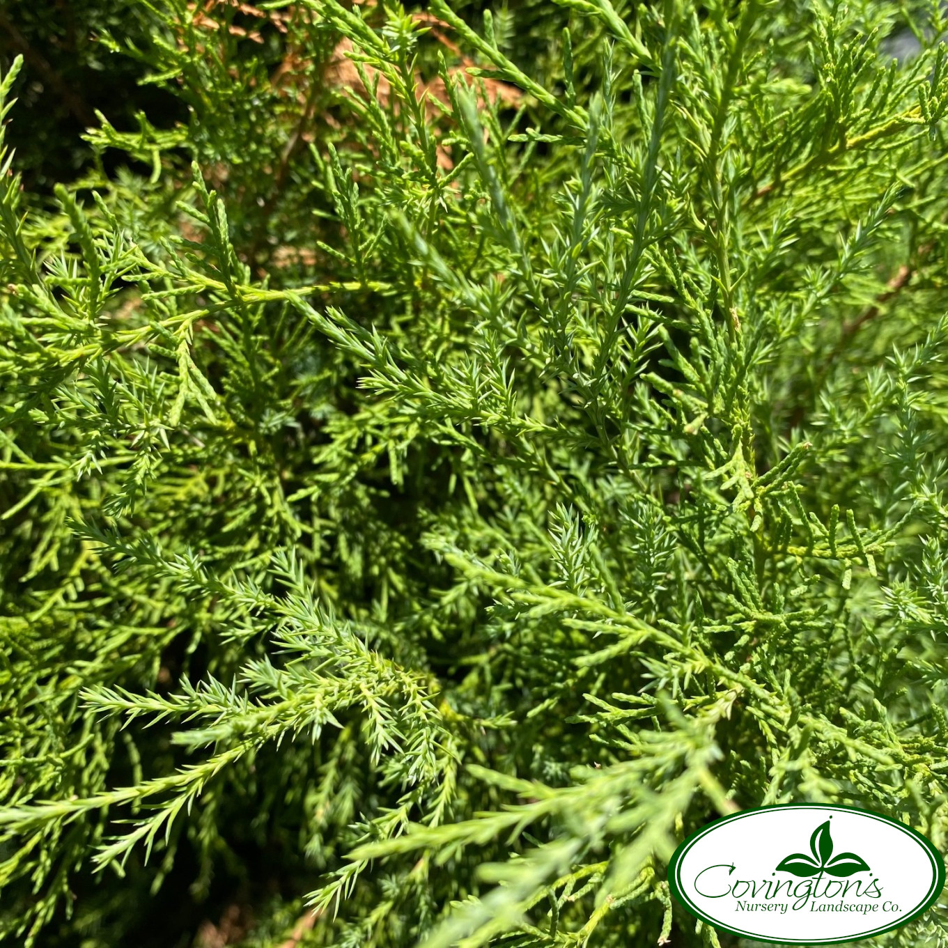 RED CEDAR eastern – Covingtons