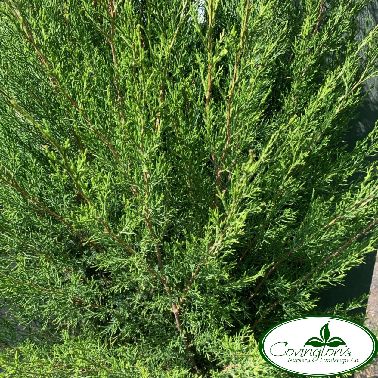 RED CEDAR fuzzy wuzzy – Covingtons