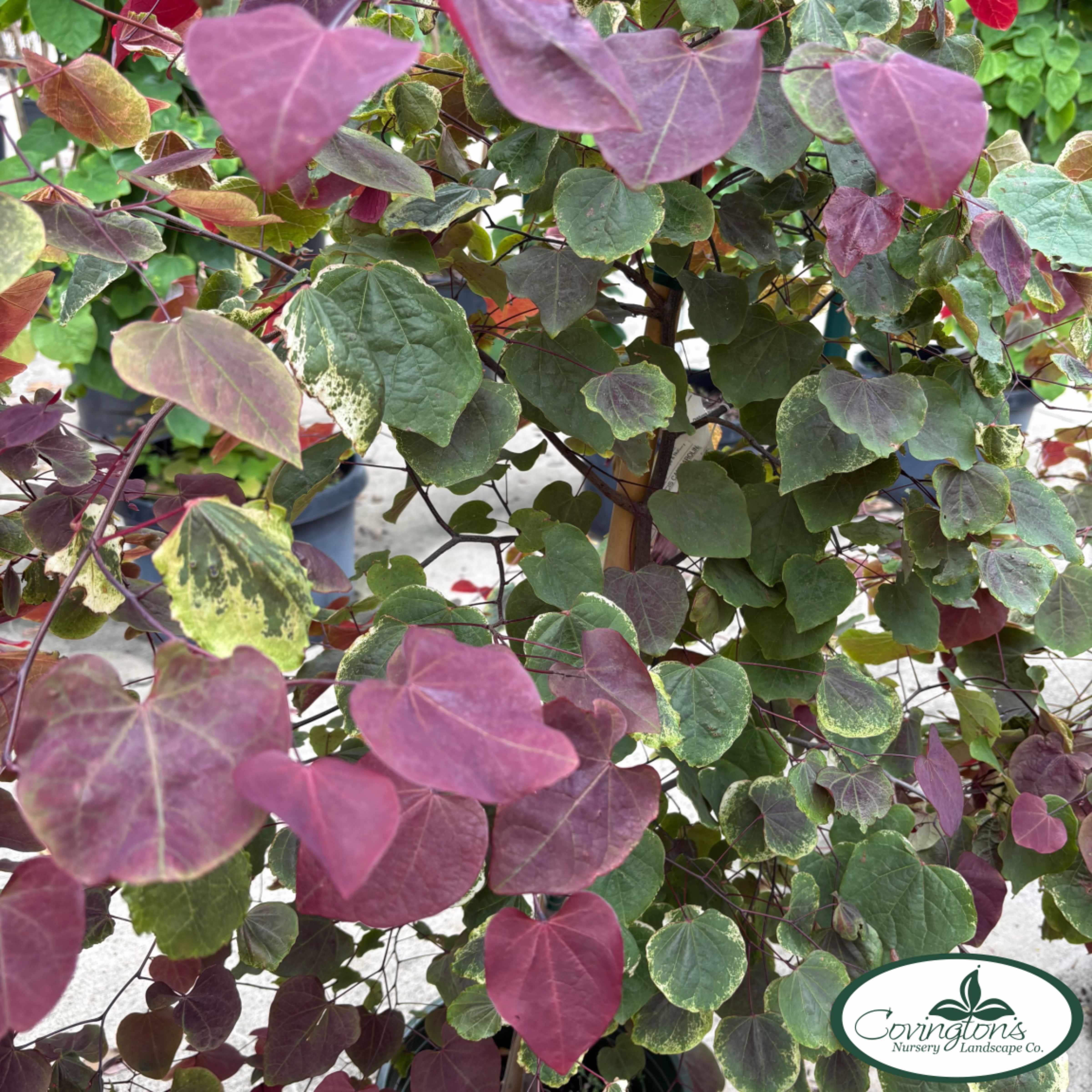 REDBUD carolina sweetheart – Covingtons